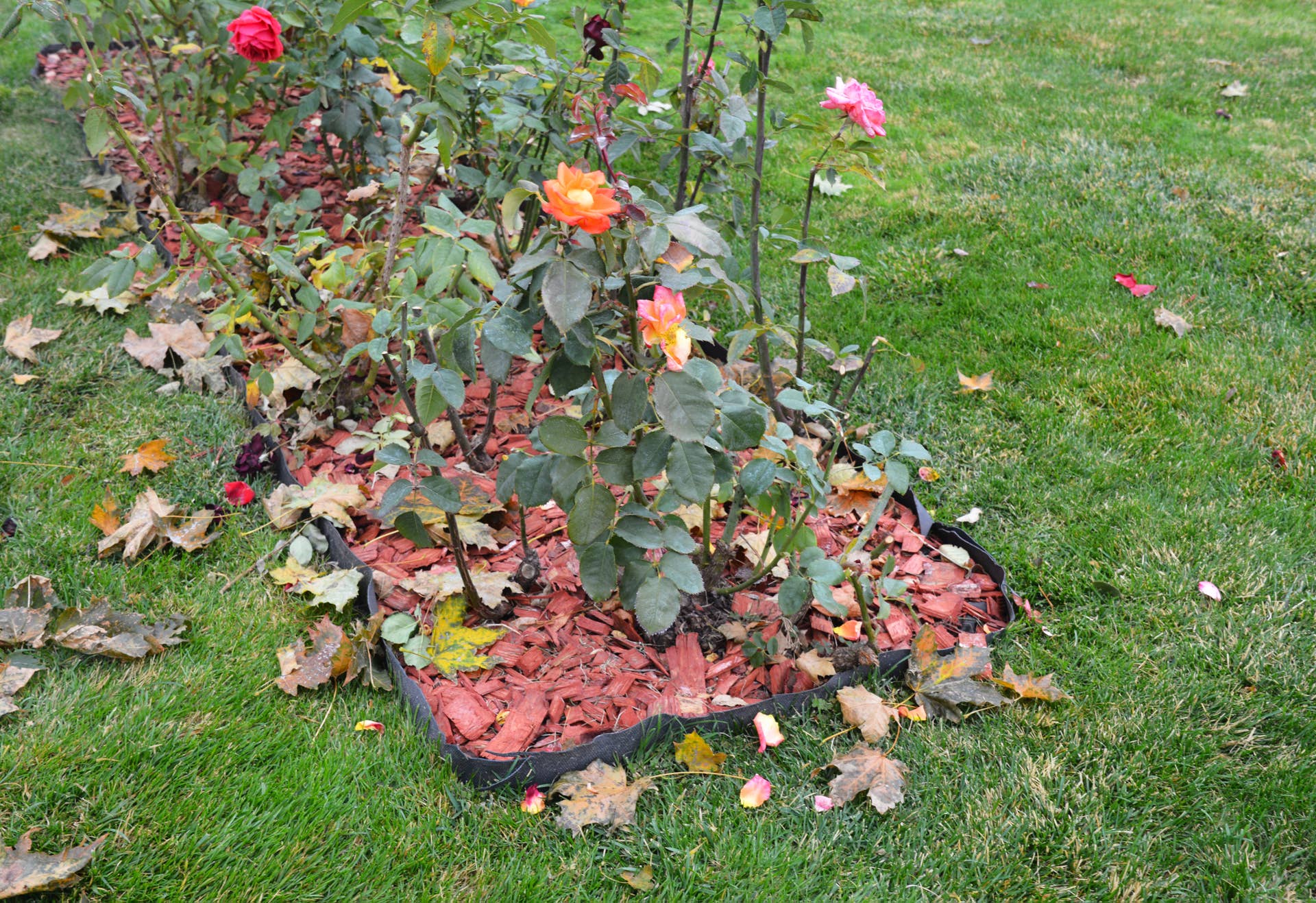 How to Fertilize Roses: A Complete Guide to When, How and What to Feed ...