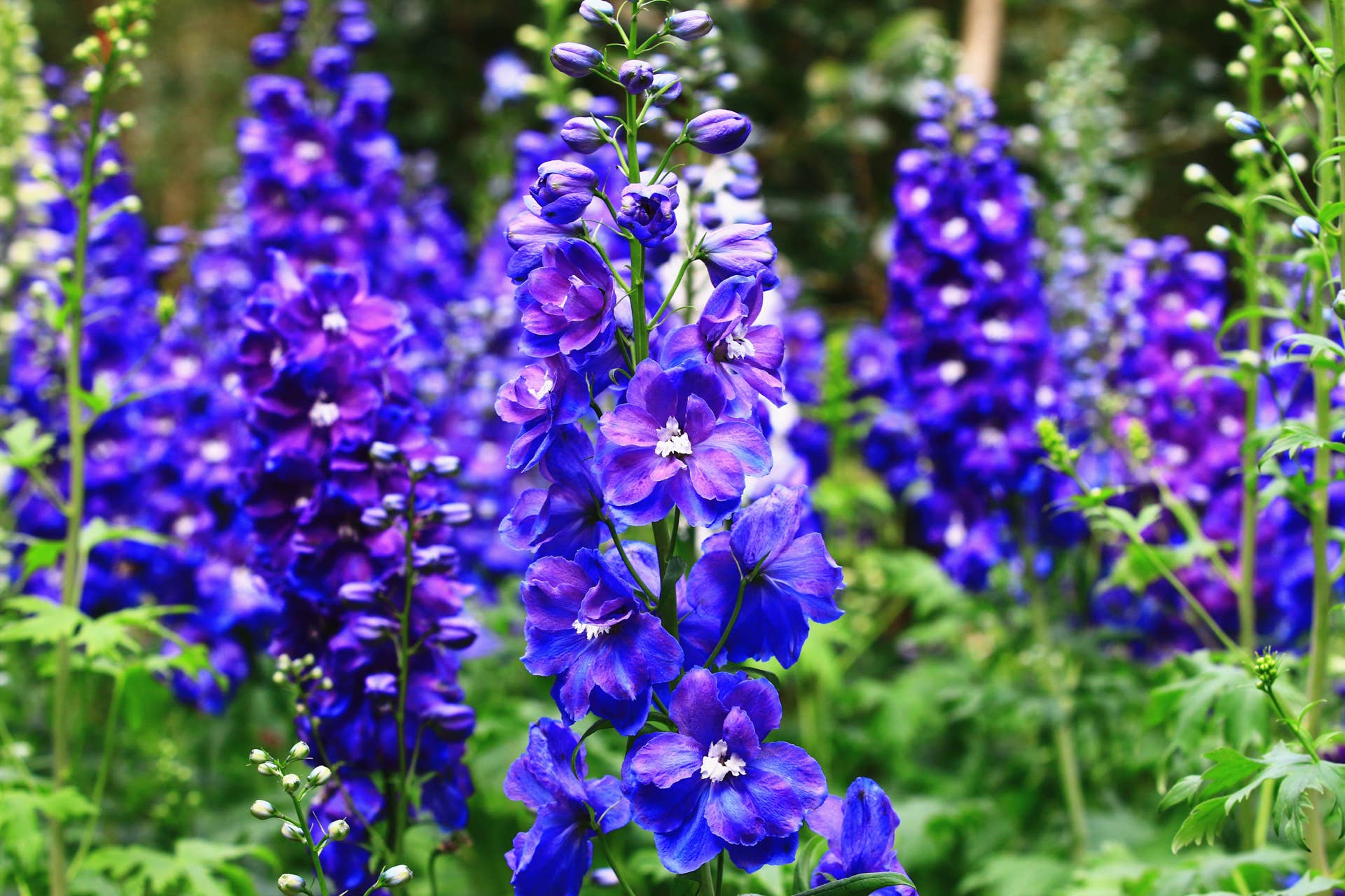 Gardener’s Stunning Picks for Purple Flowers to Grow Right Now - Dengarden