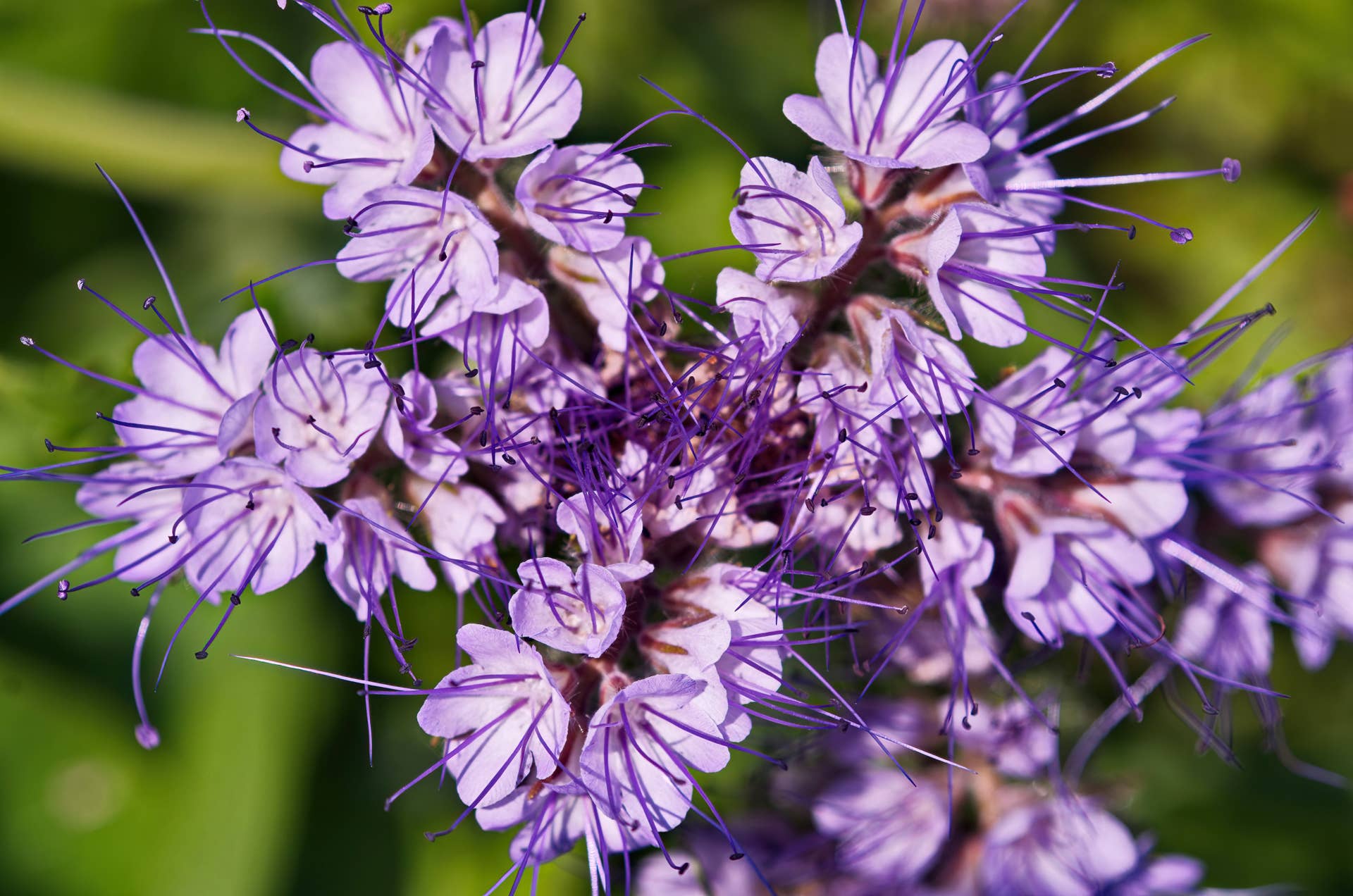 Gardener’s Stunning Picks for Purple Flowers to Grow Right Now - Dengarden