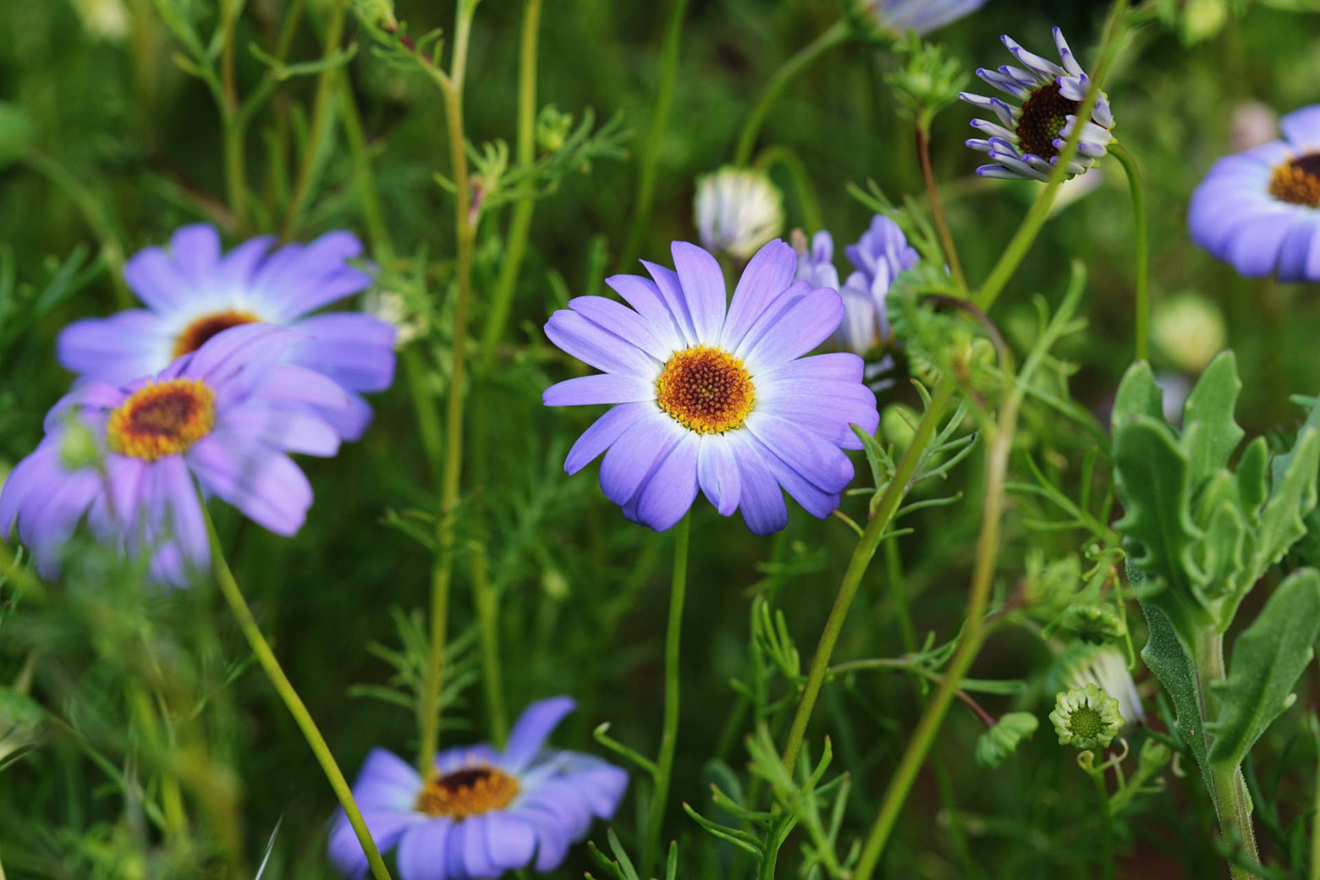 Gardener’s Stunning Picks for Purple Flowers to Grow Right Now - Dengarden