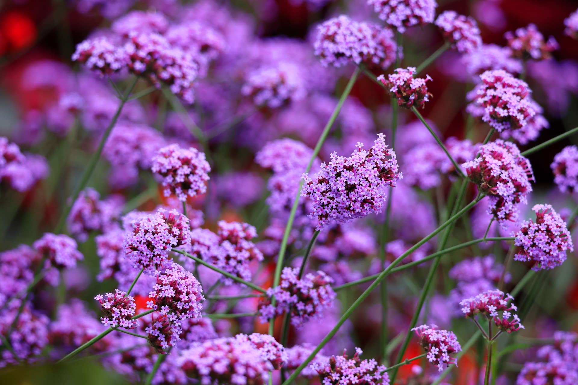 Gardener’s Stunning Picks for Purple Flowers to Grow Right Now - Dengarden