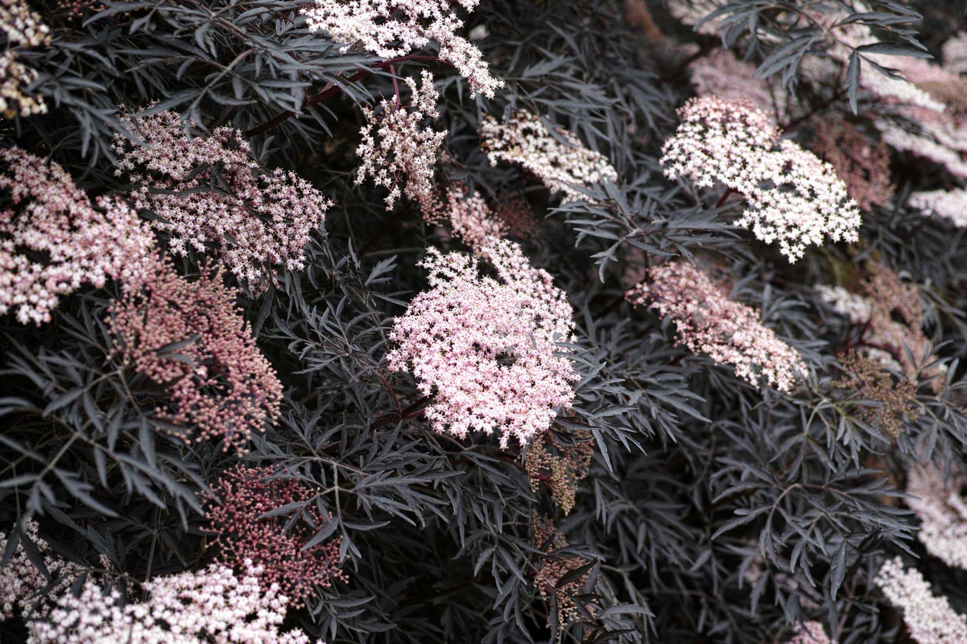These Are the 12 Best Shrubs to Grow in a Zone 3 Garden - Dengarden