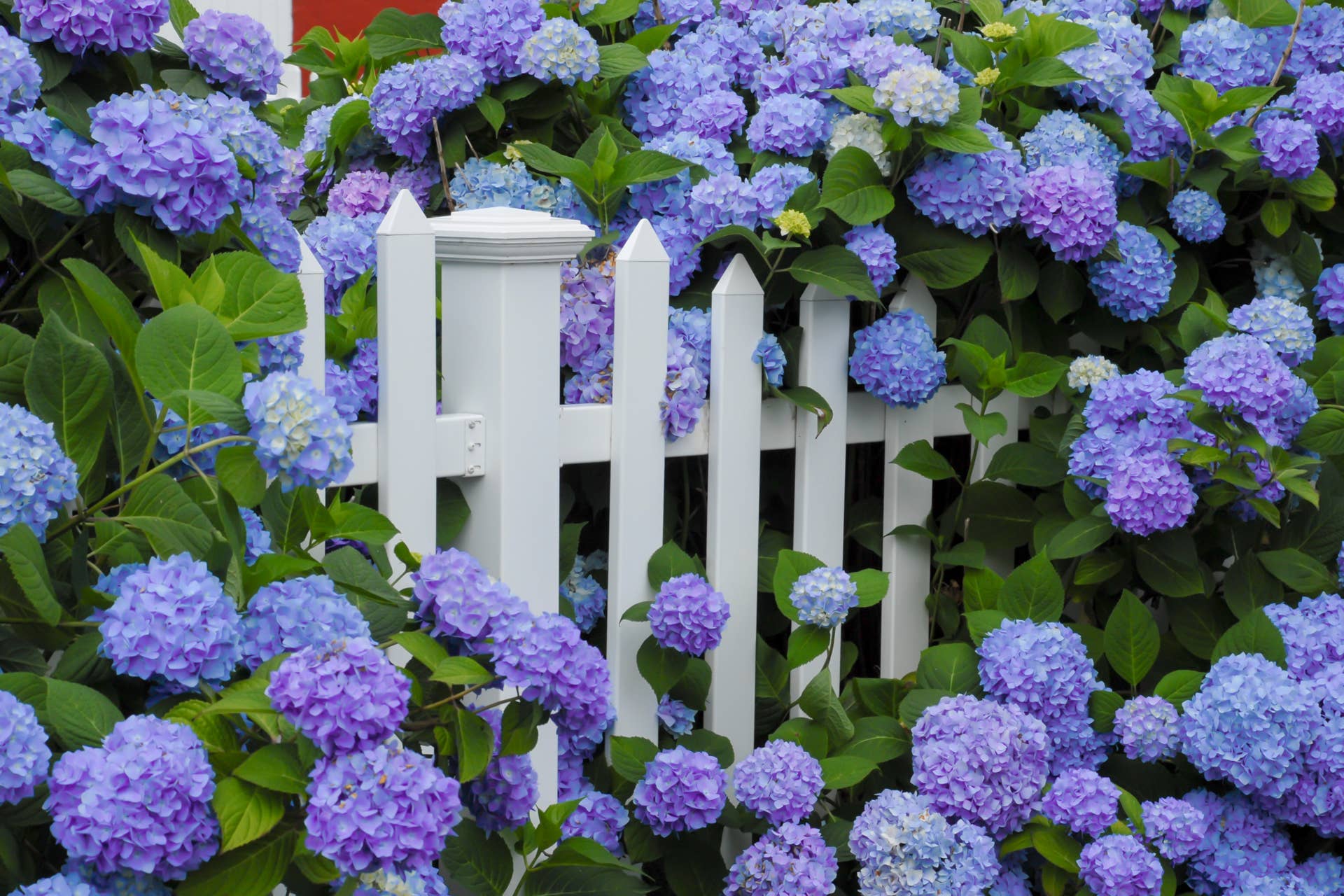 These 10 Part-Shade Flowers Will Transform Your Cottage Garden - Dengarden