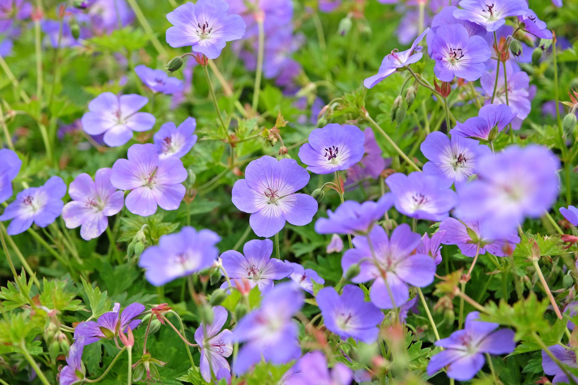 These 10 Part-Shade Flowers Will Transform Your Cottage Garden - Dengarden