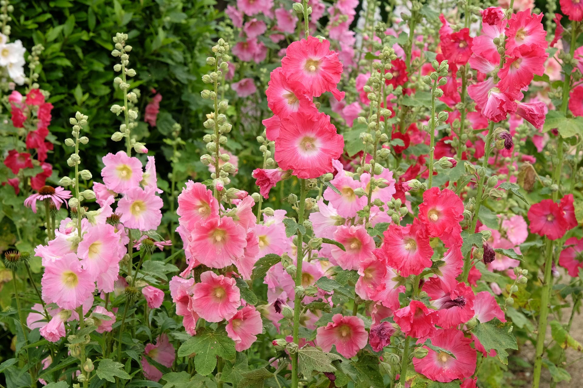 These 10 Part-Shade Flowers Will Transform Your Cottage Garden - Dengarden