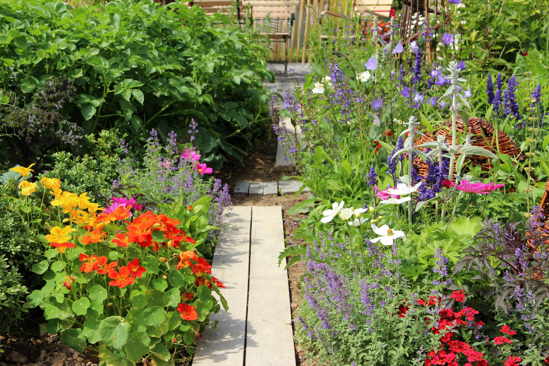 3 Common Companion Planting Myths, and What Actually Works - Dengarden