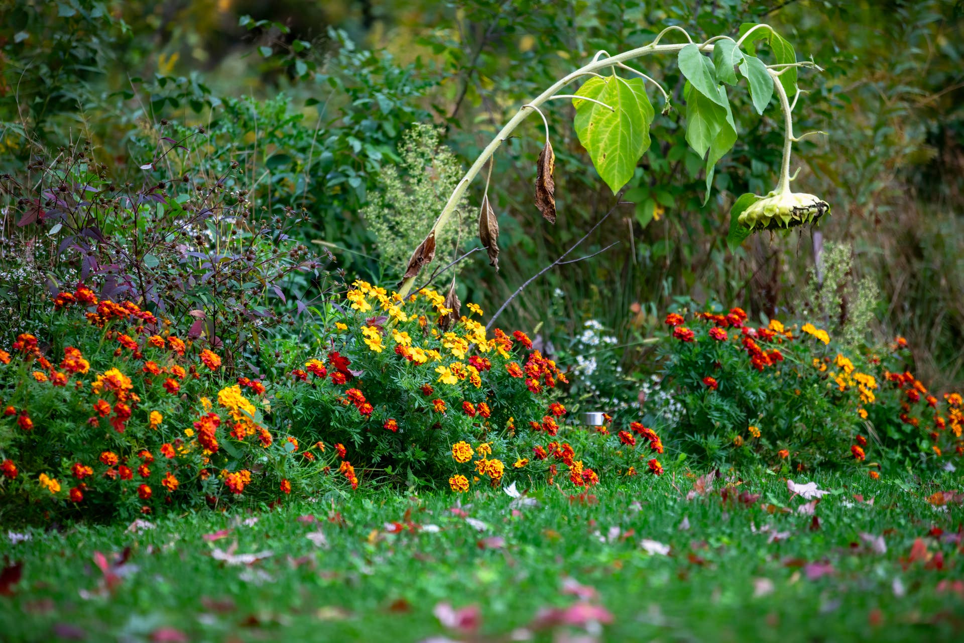 3 Common Companion Planting Myths, and What Actually Works - Dengarden