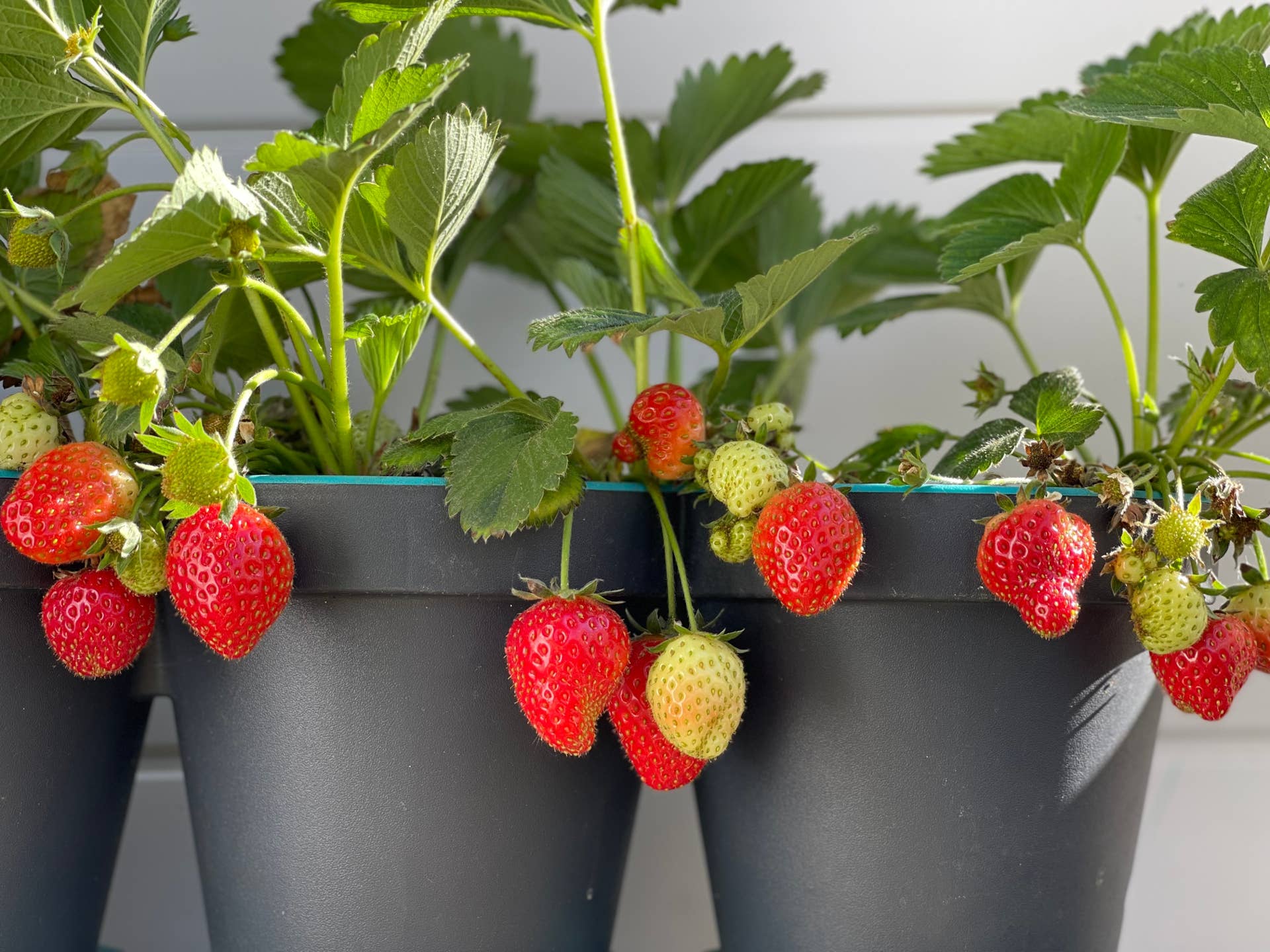 7 Container Gardening Ideas Anyone Can Grow, According to a Pro - Dengarden