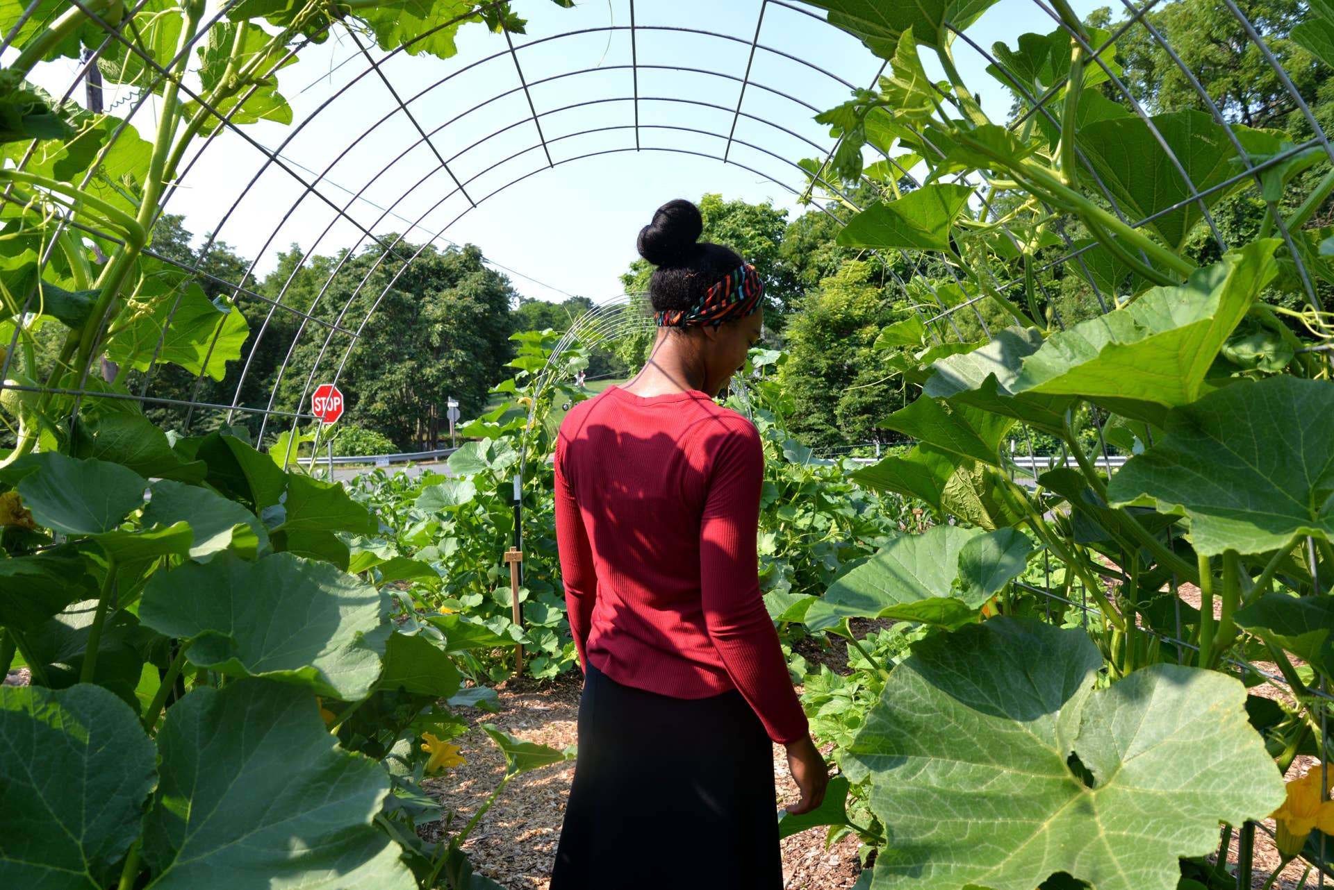 Gardening Expert Shares 5 Ways to Grow Vegetables Vertically - Dengarden