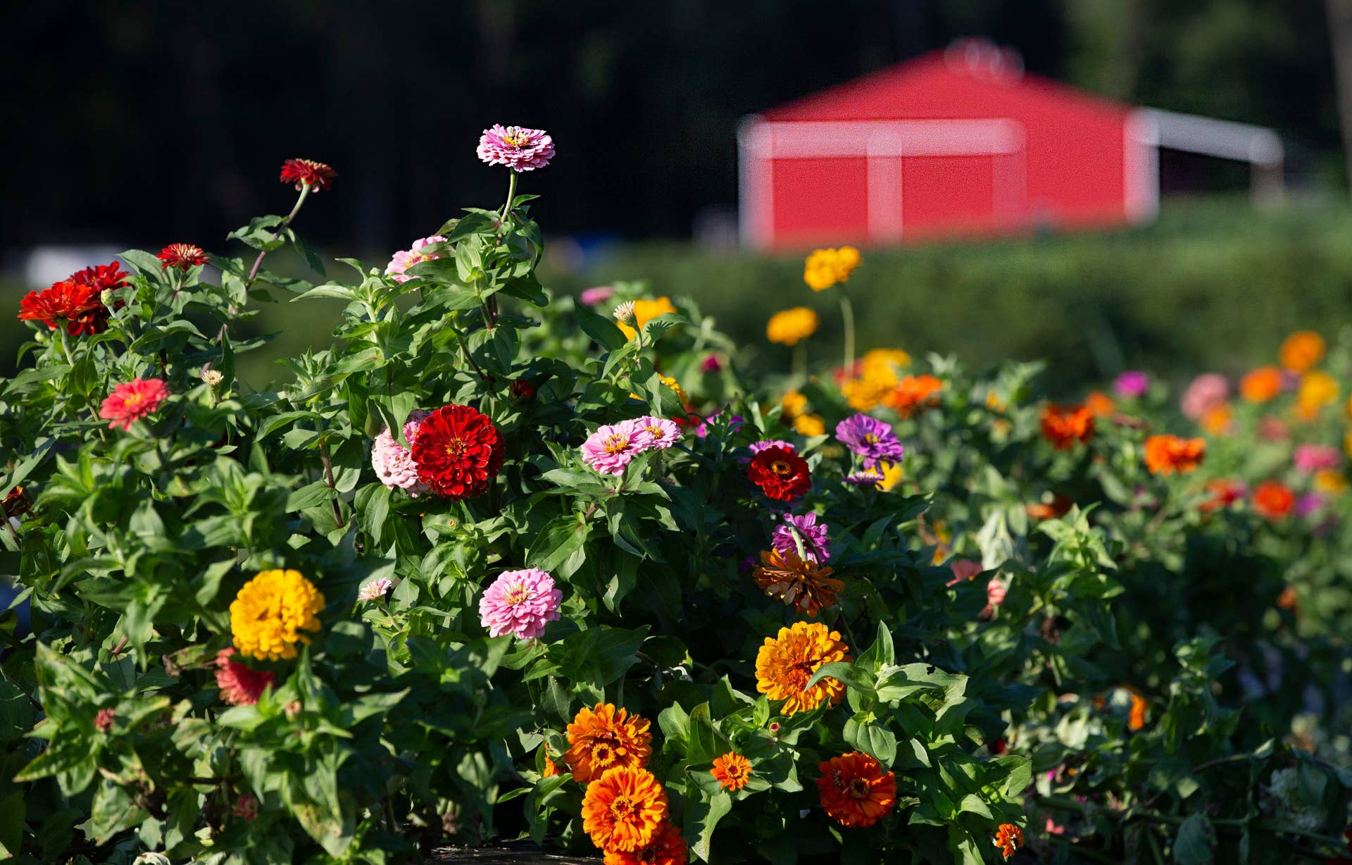 Gardener Reveals the Secret to Bigger, Brighter Zinnias - Dengarden