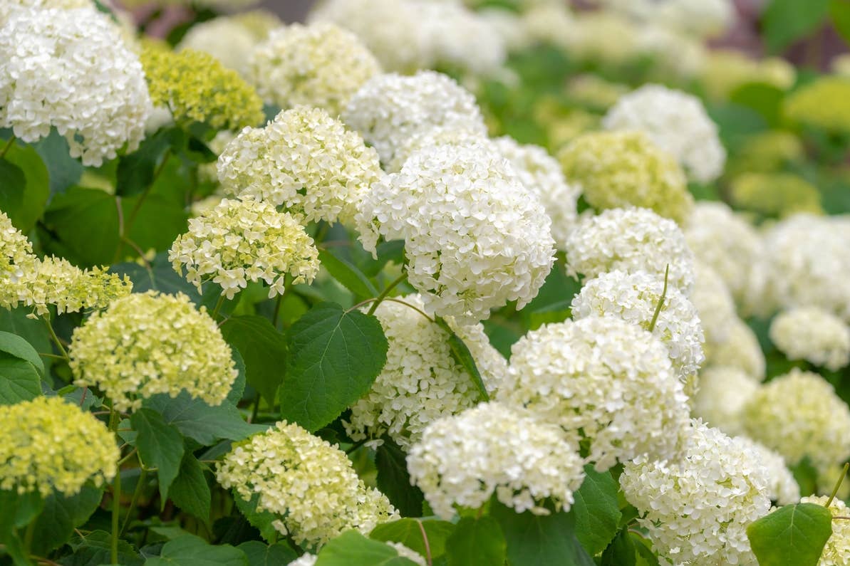 DIYer Shares Top Snowball Hydrangeas Tips for Big Spring Blooms - Dengarden