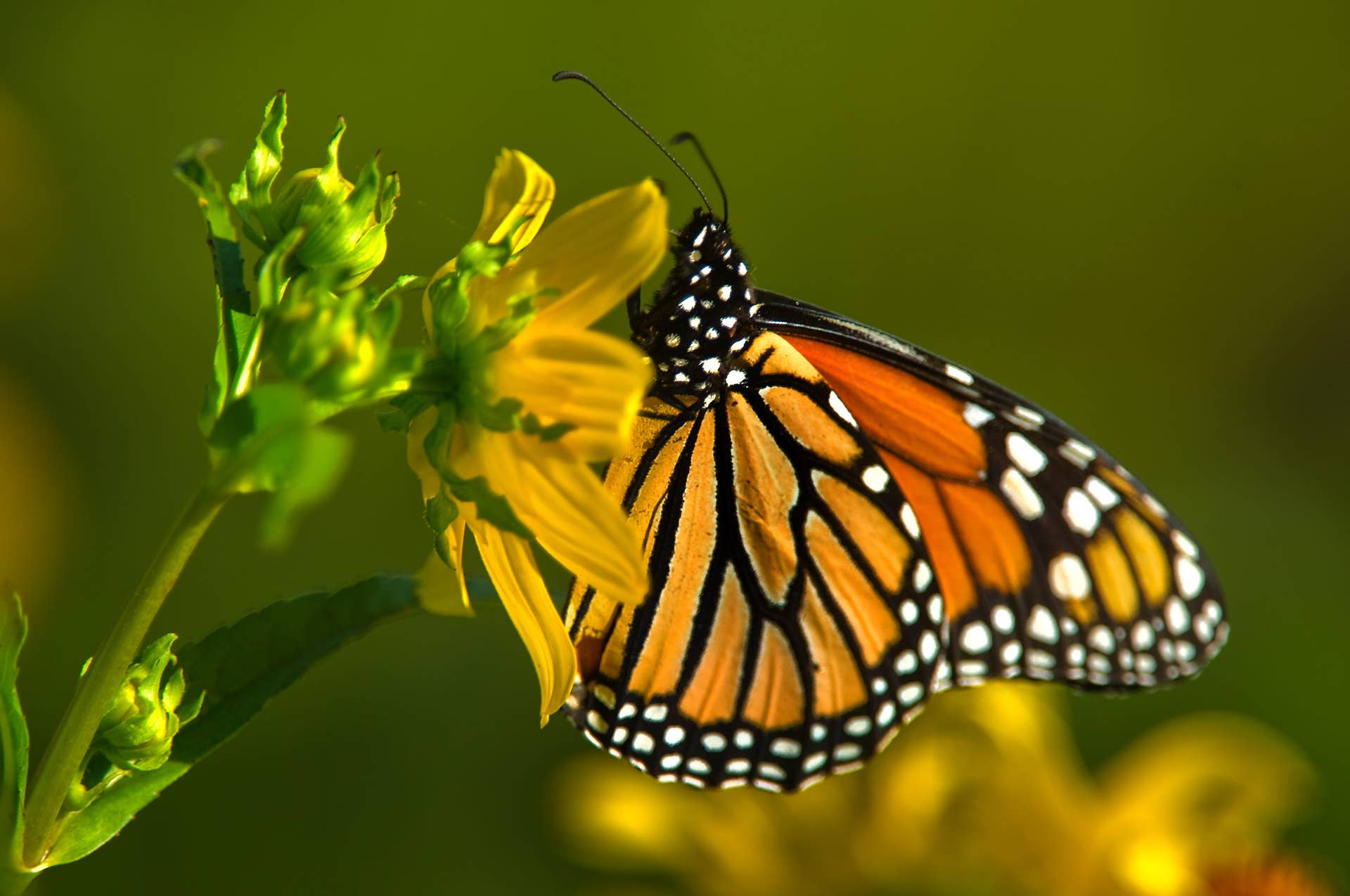 Bow-Tie Pasta Turns Into Monarch Butterflies in Viral DIY - Dengarden