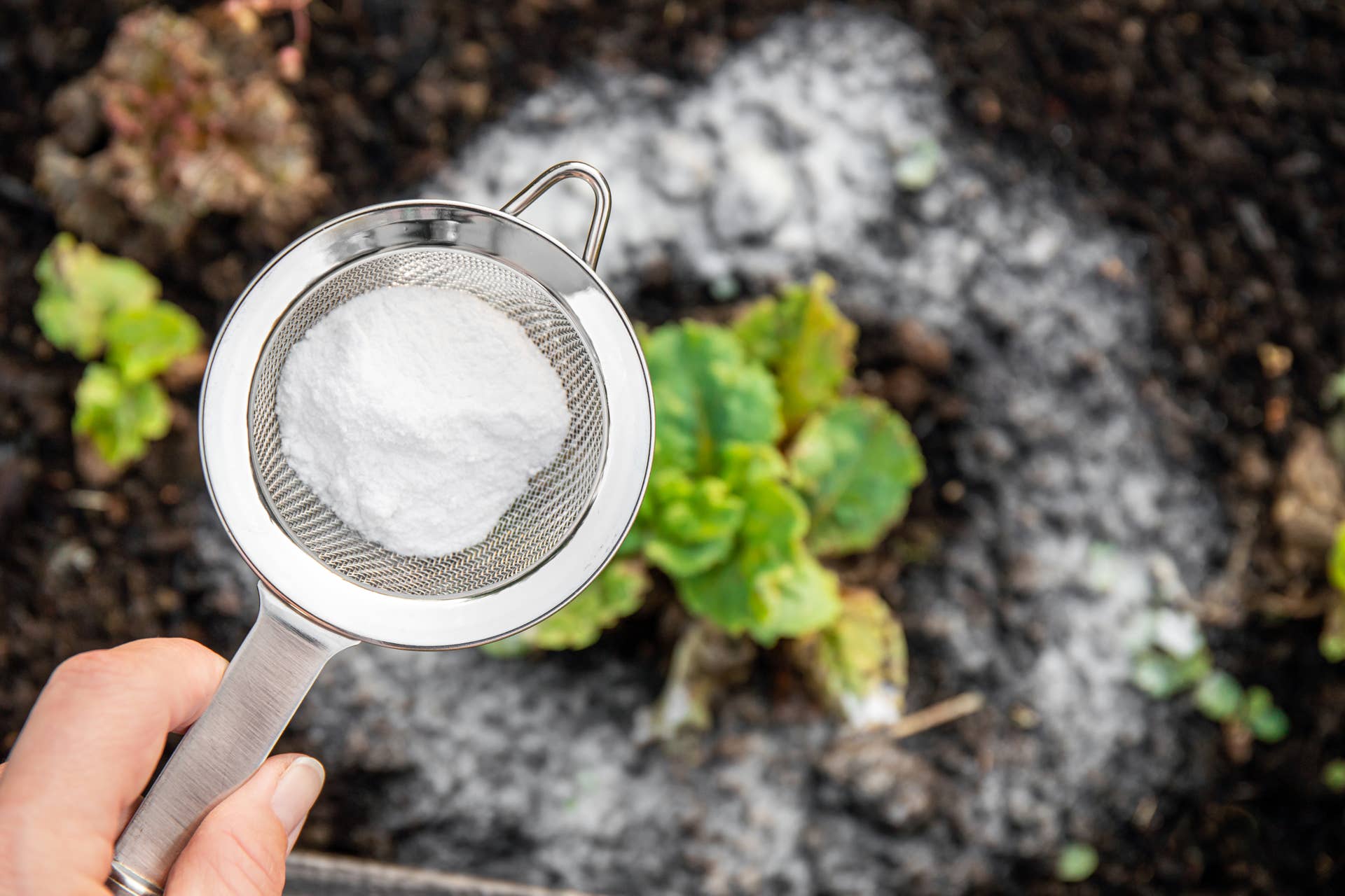 10 Ways to Get Rid of Weeds, According to Experts - Dengarden
