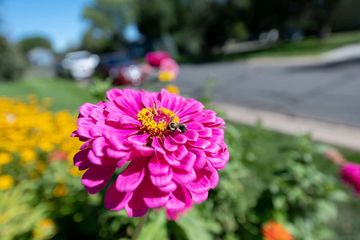 This Pollinator Garden Has Cottage Vibes and Is Easy to Recreate ...