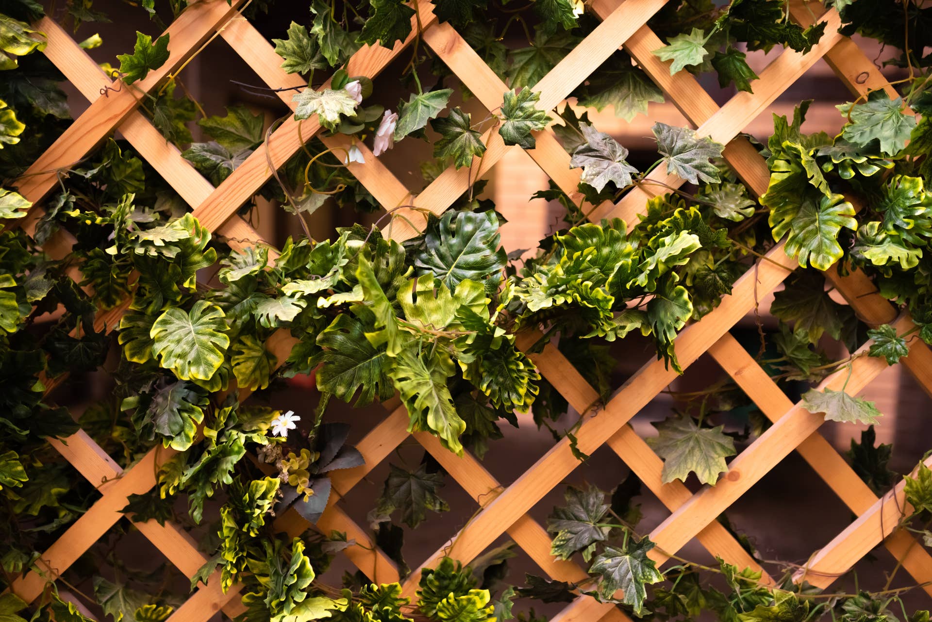 Aldi Is Stocking Tons of $10 Wooden Trellises for Your Garden - Dengarden