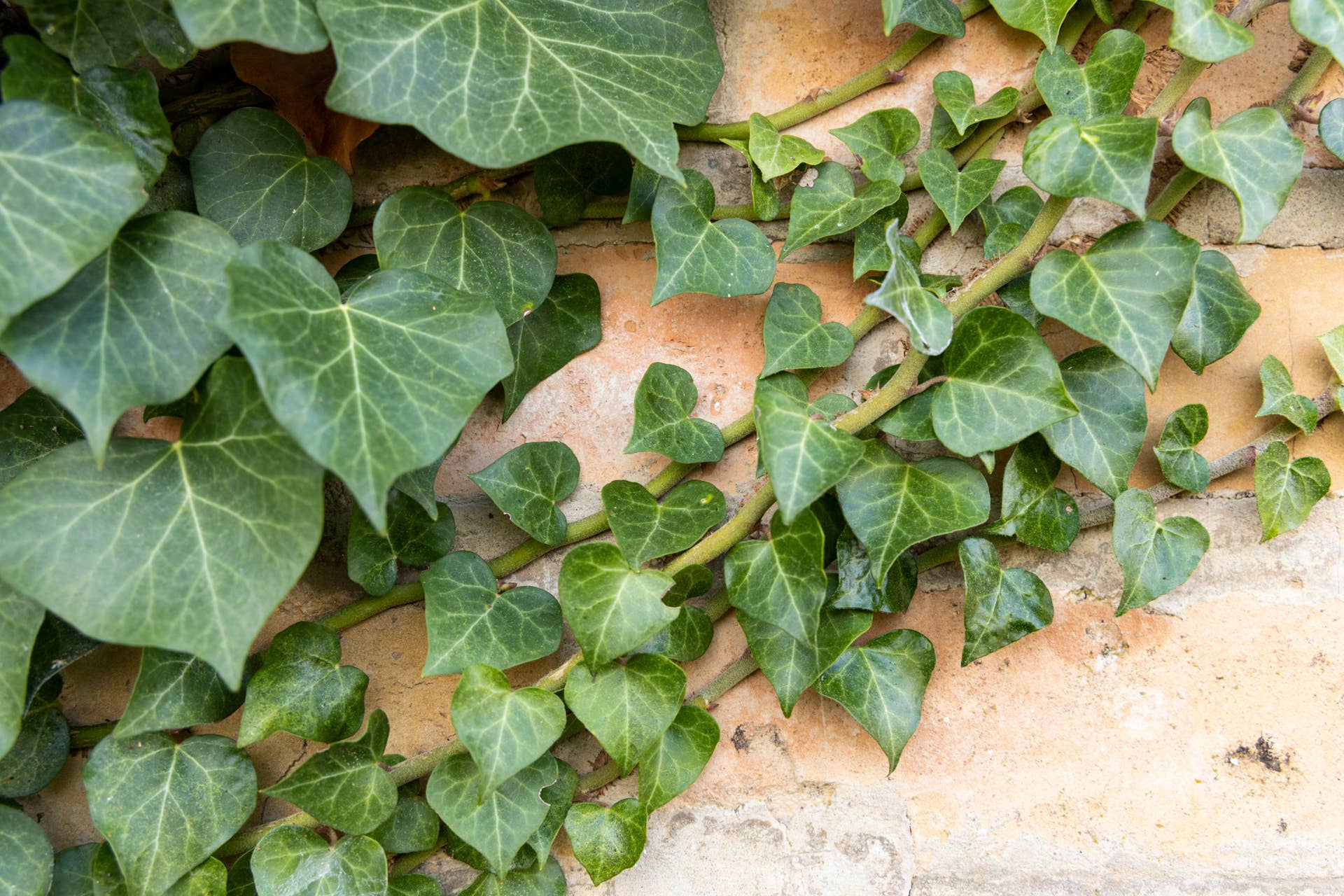 8 Gorgeous Plants That Turn Your Garden Into a Bird Buffet - Dengarden