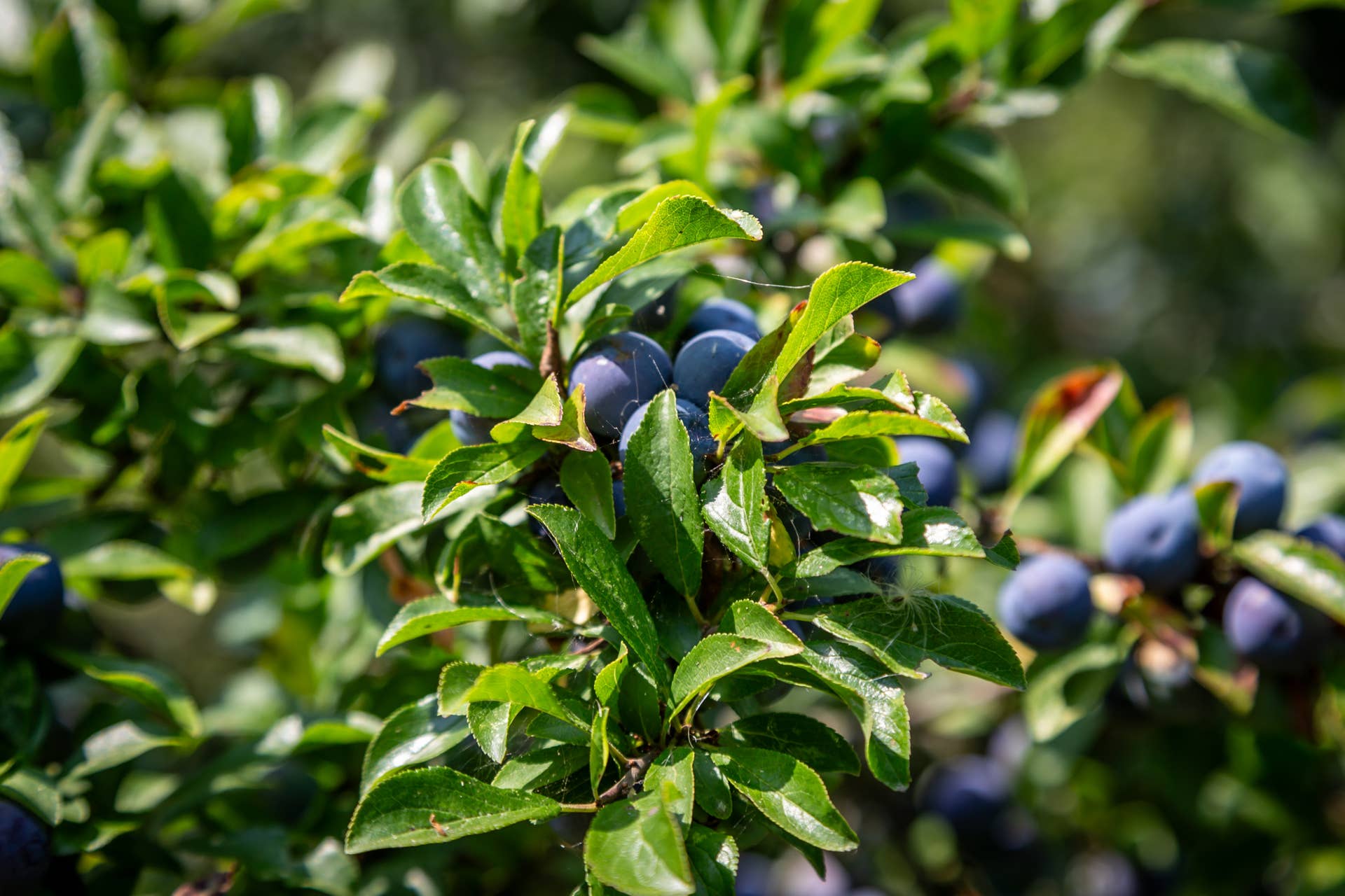 8 Gorgeous Plants That Turn Your Garden Into a Bird Buffet - Dengarden