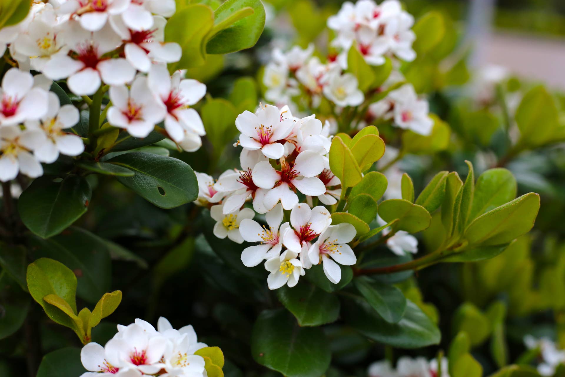 8 Gorgeous Plants That Turn Your Garden Into a Bird Buffet - Dengarden