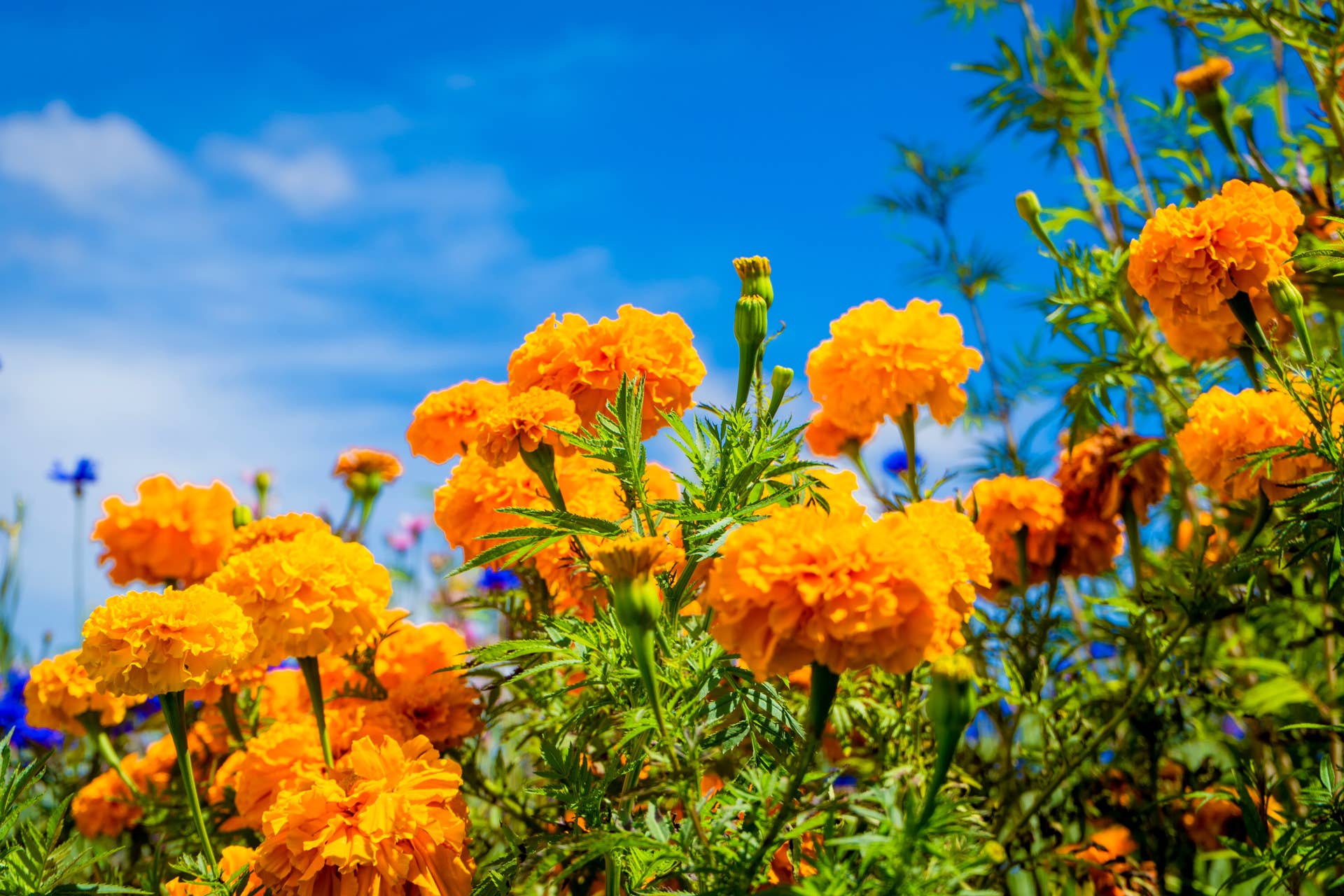 This Kid-Friendly Marigold Garden Starts With an Egg Carton - Dengarden