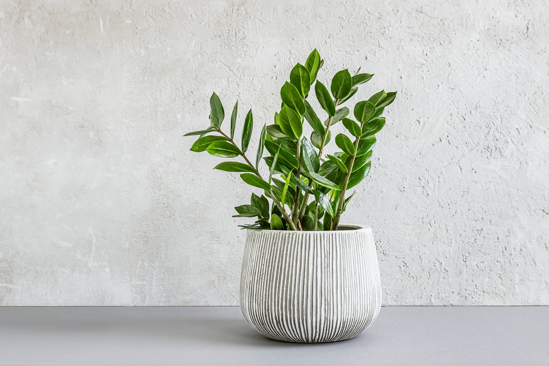 The 5 Best Houseplants to Add to Your Bathroom - Dengarden