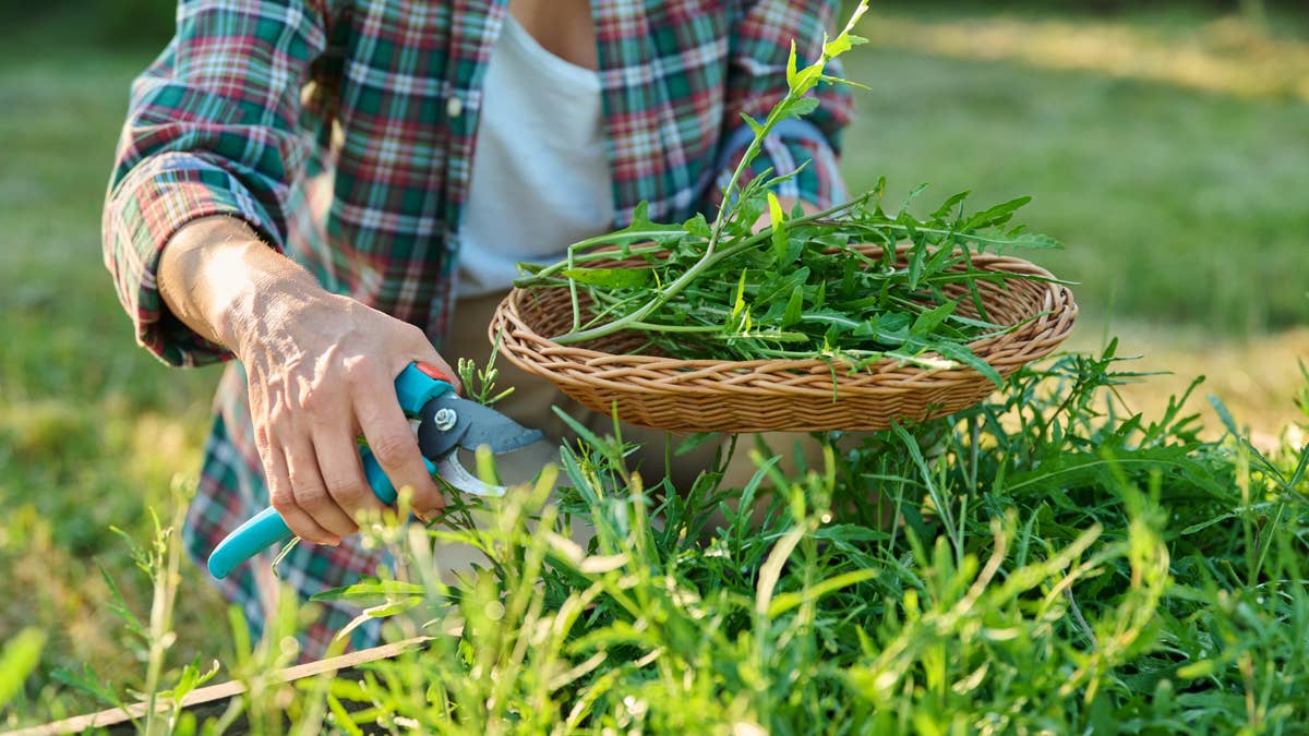 The 11 Best Vegetables For A Part-Shade Garden