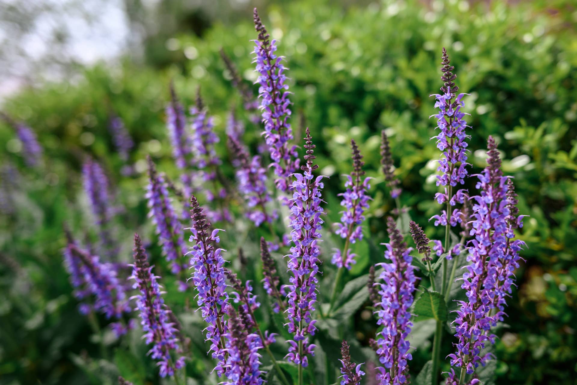10 Flowers to Plant in Spring - Dengarden
