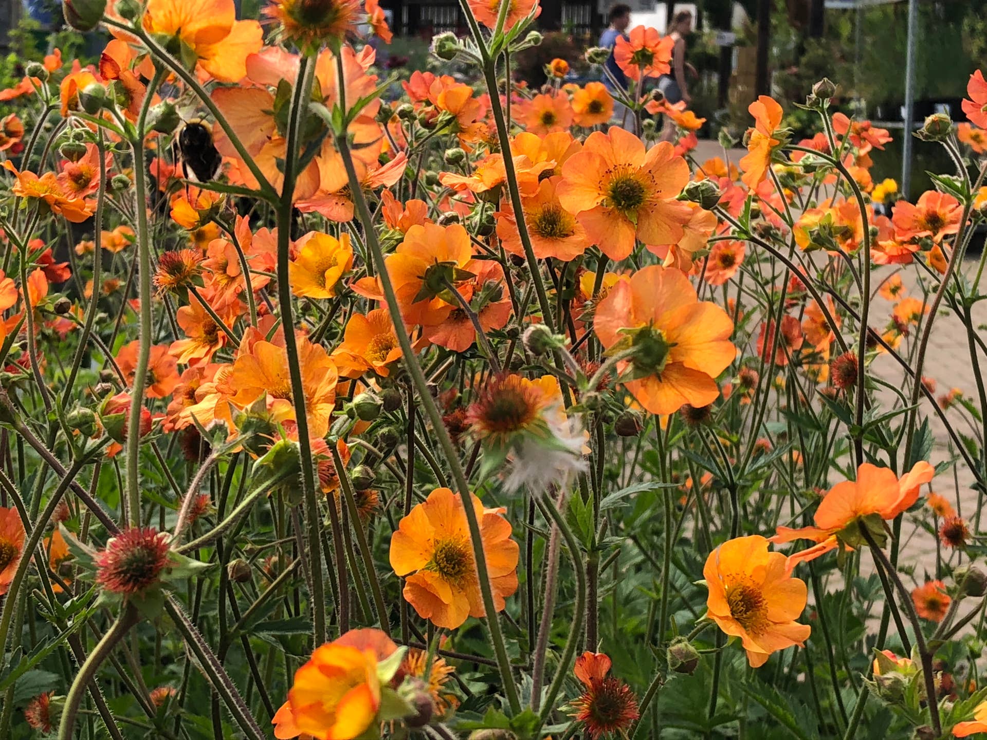 10 Flowers to Plant in Spring - Dengarden