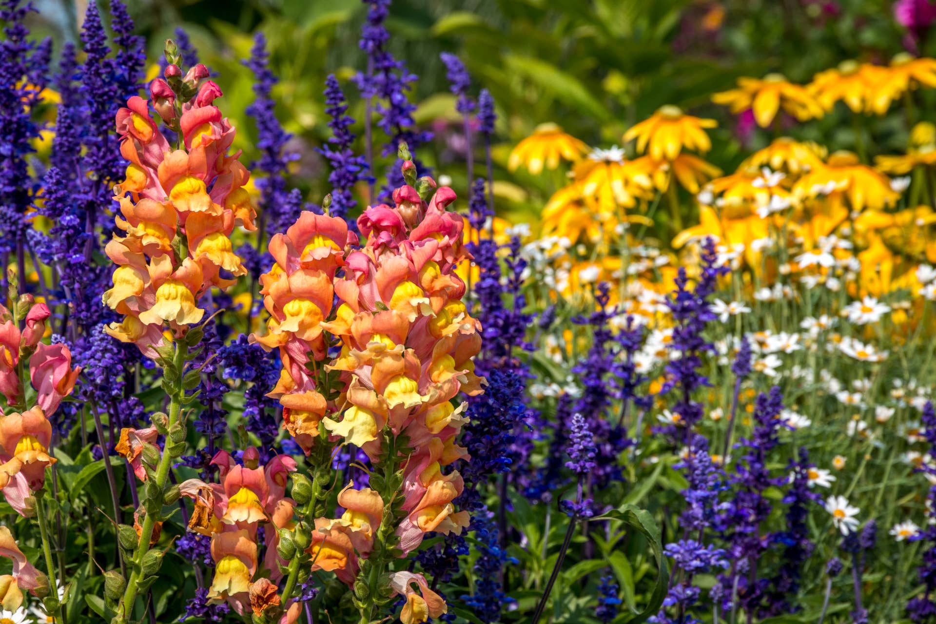 10 Flowers to Plant in Spring - Dengarden
