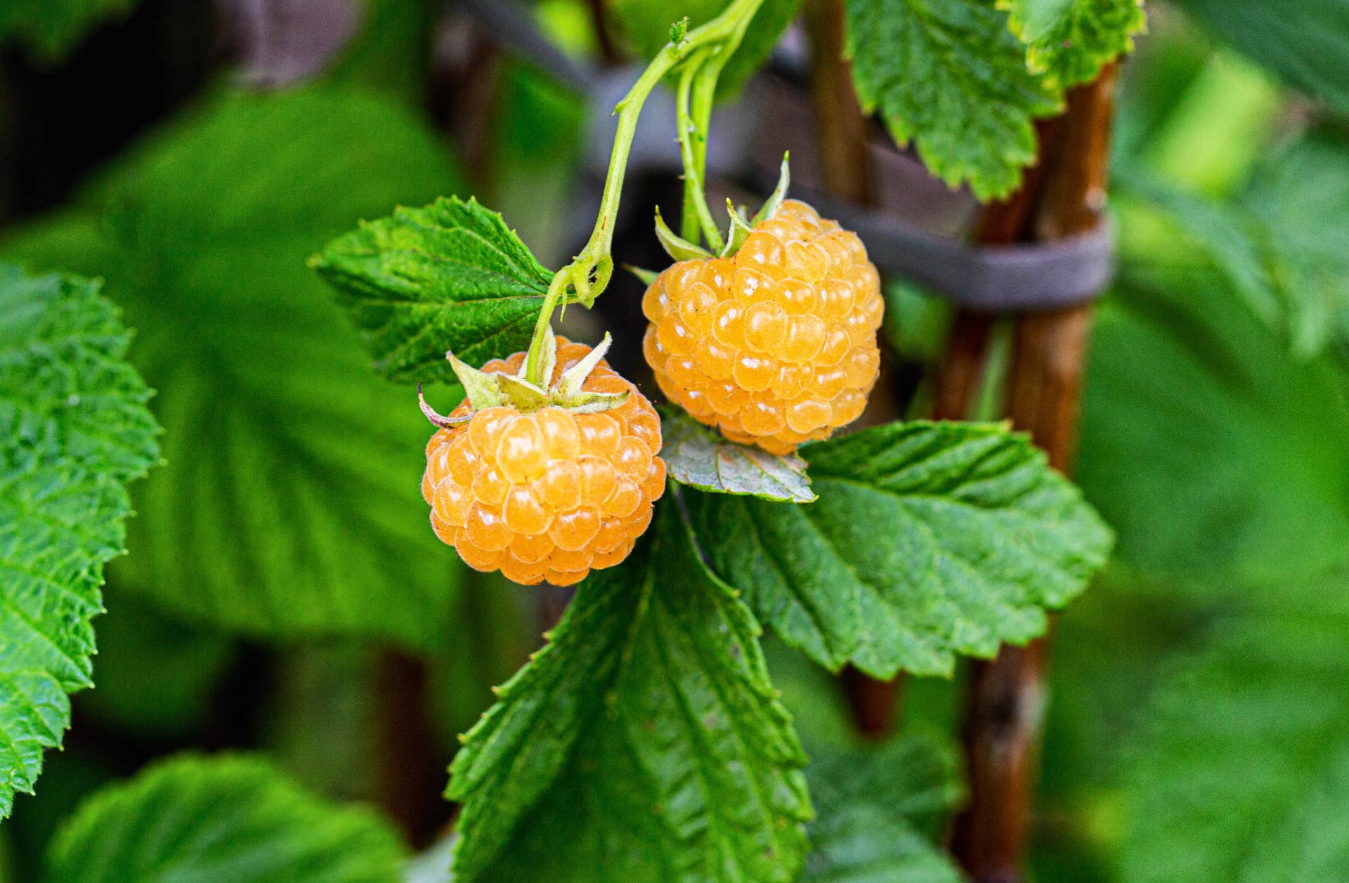 How to Grow and Care for Raspberries - Dengarden