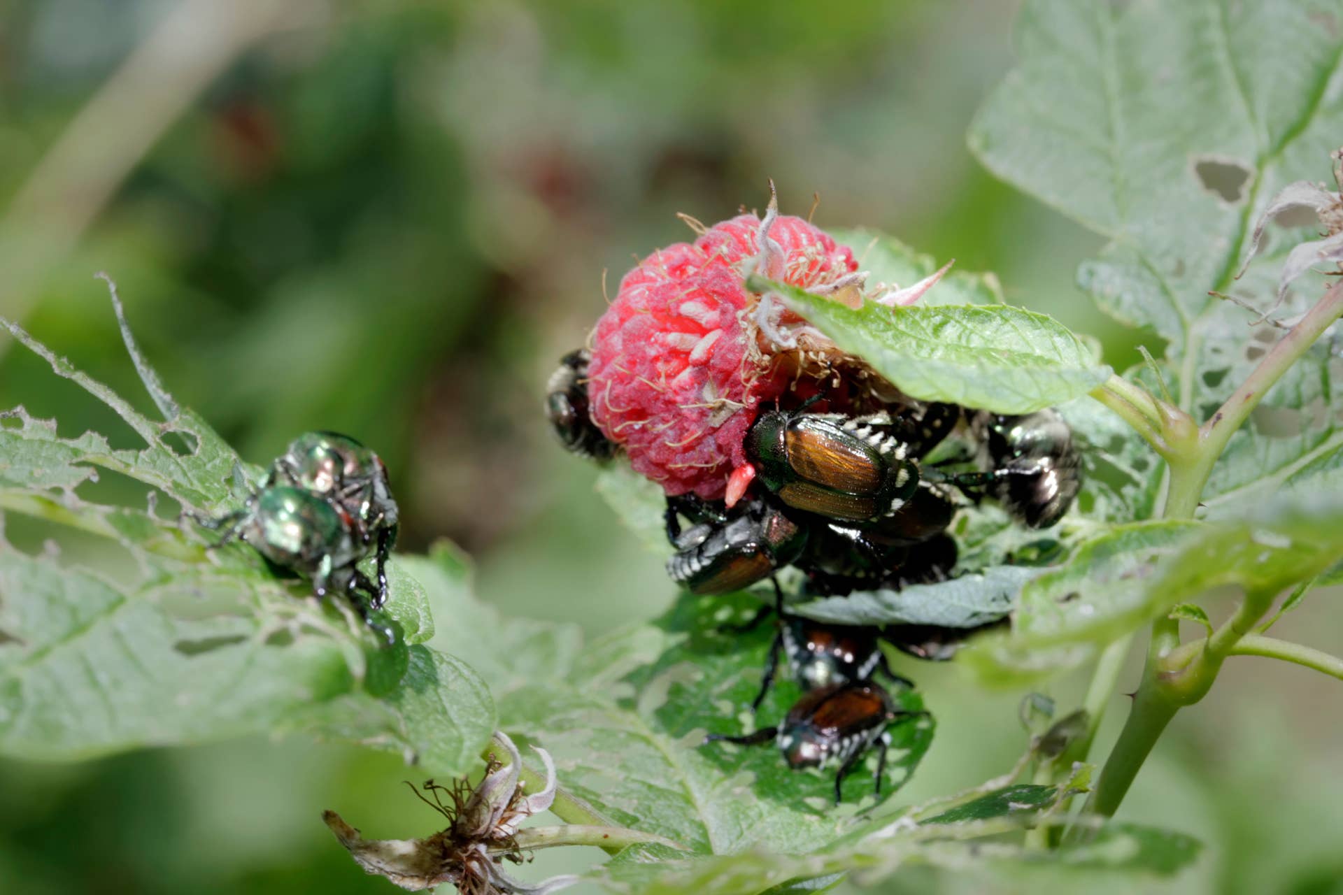 How to Grow and Care for Raspberries - Dengarden