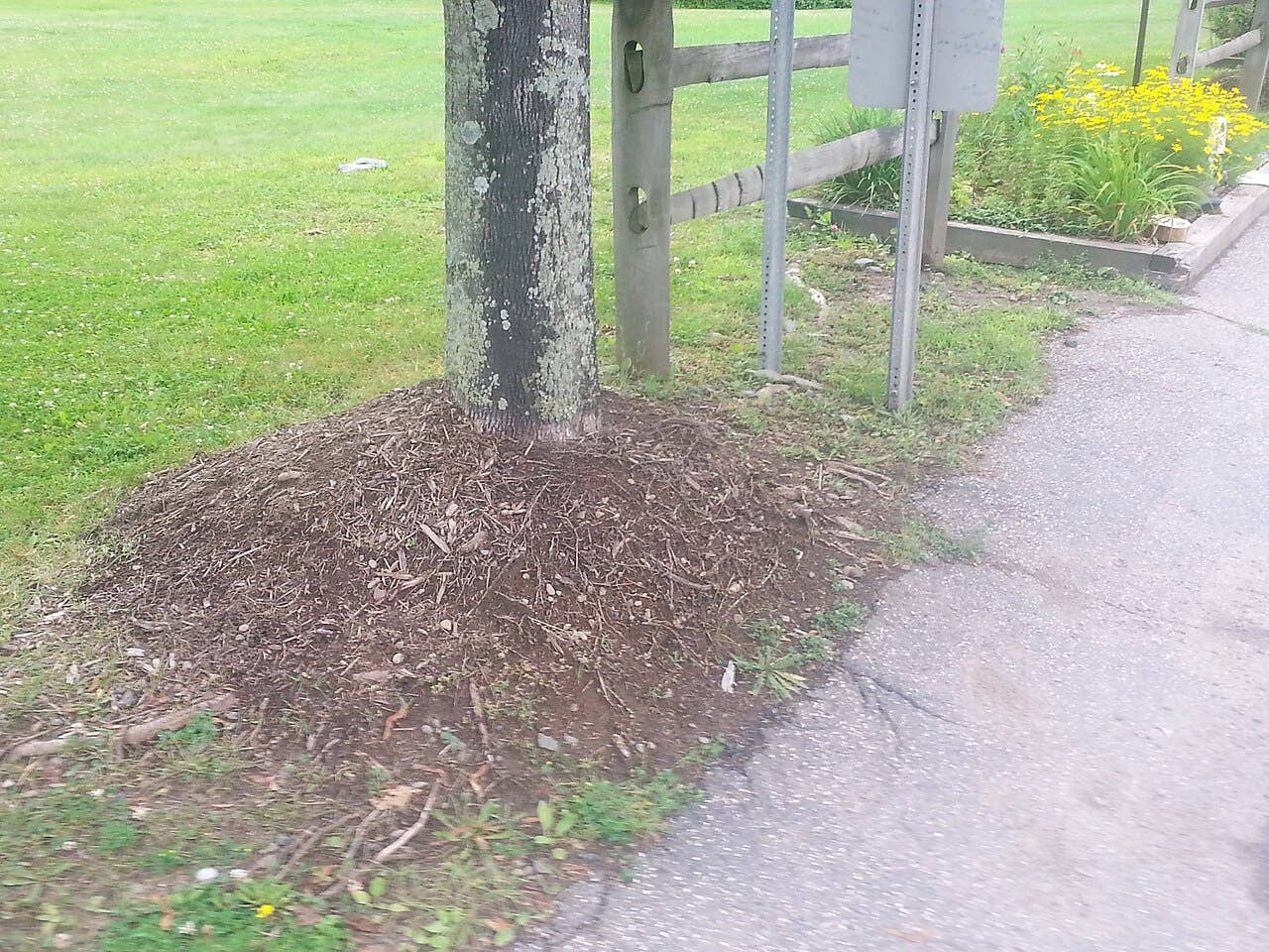 The Common Mulch Mistake That Causes Root Rot - Dengarden