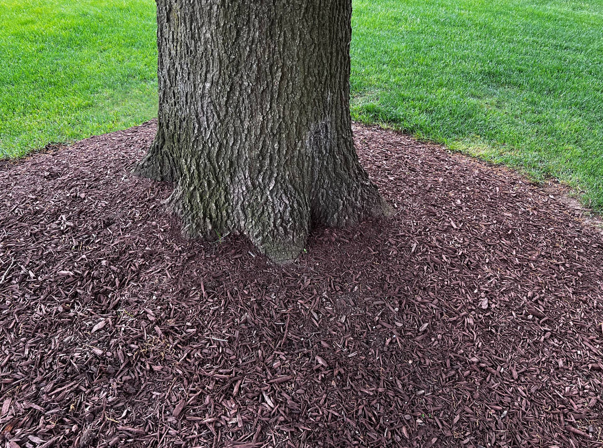The Common Mulch Mistake That Causes Root Rot - Dengarden