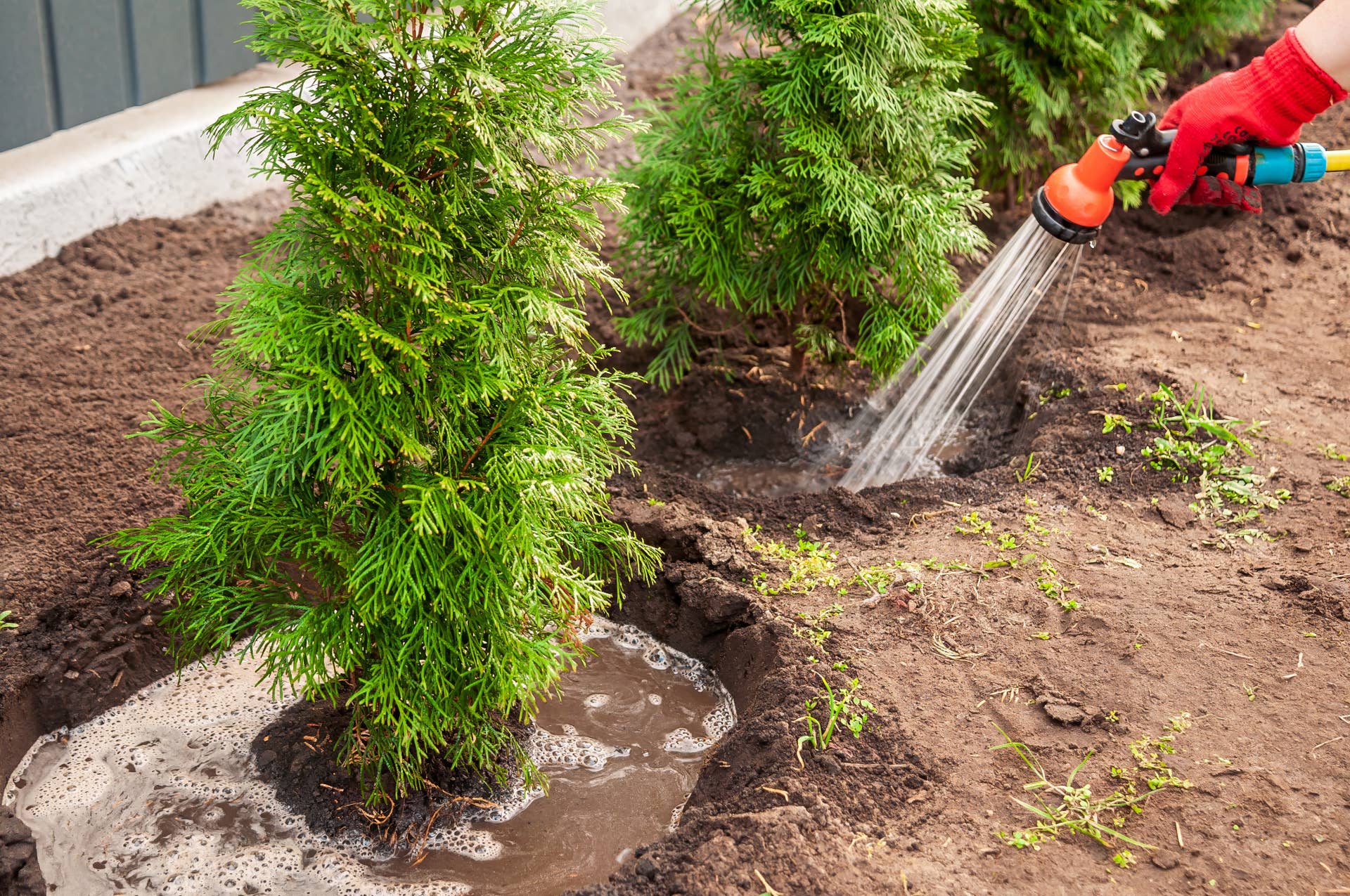 The Common Mulch Mistake That Causes Root Rot - Dengarden