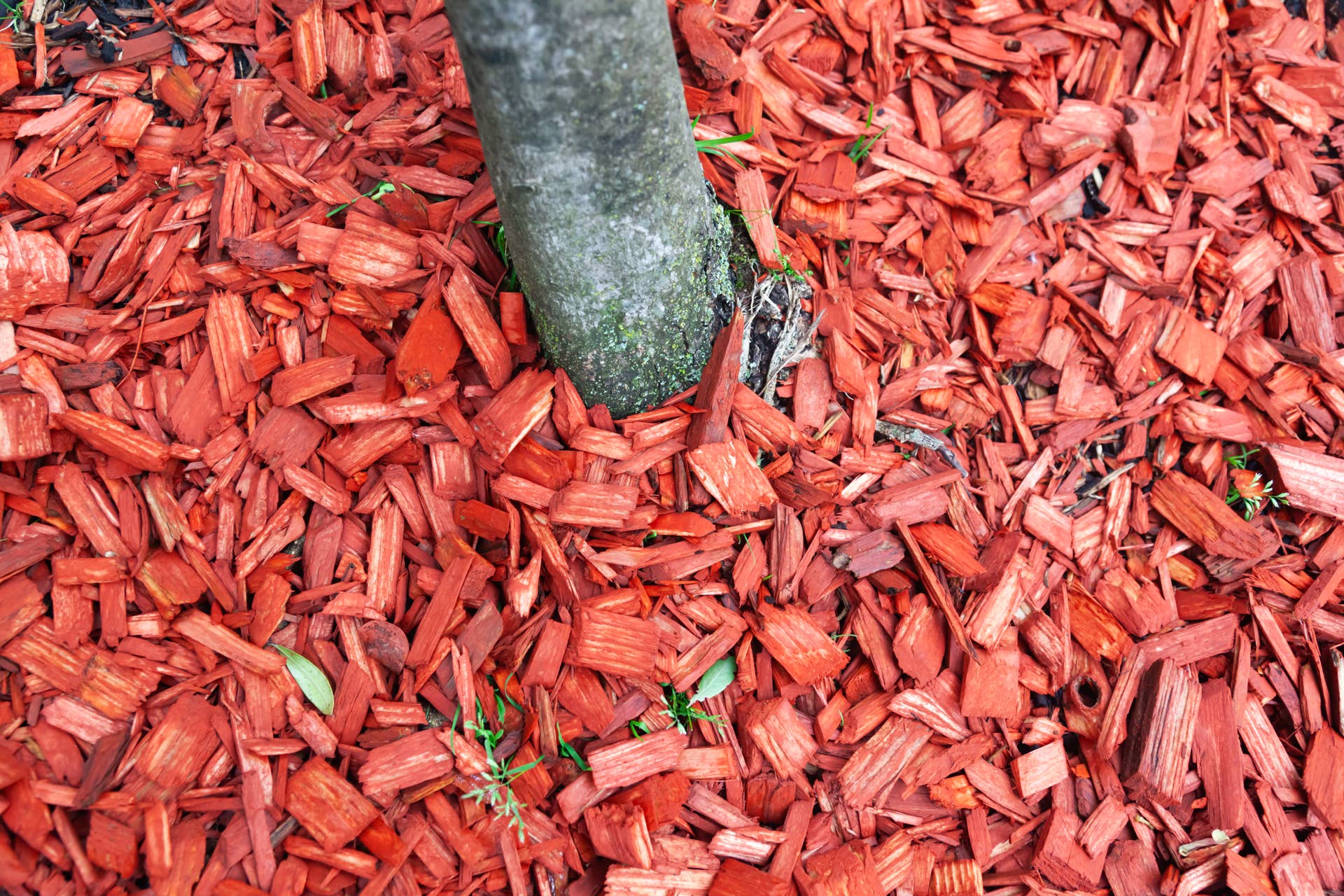 The Common Mulch Mistake That Causes Root Rot - Dengarden
