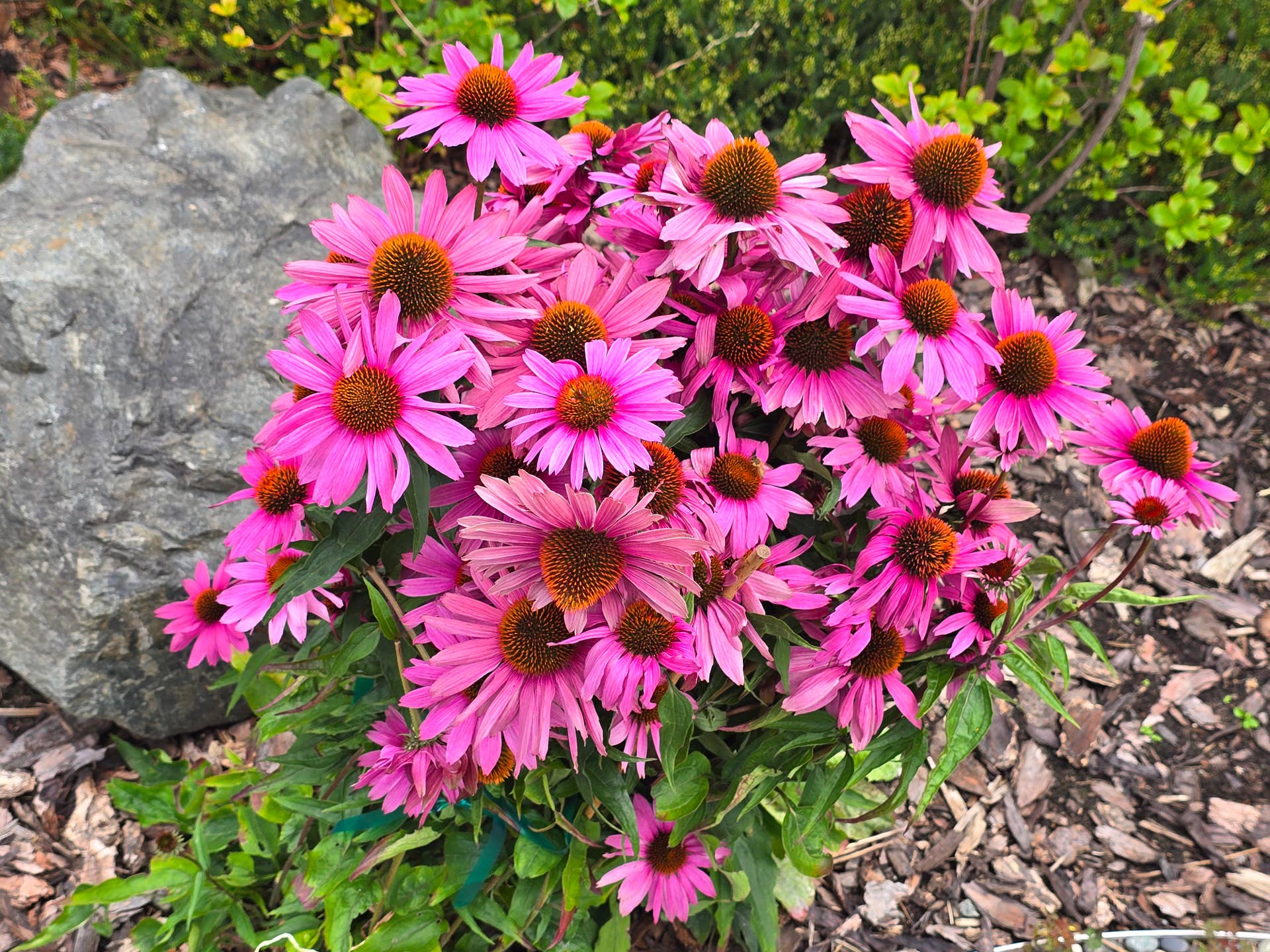 How to Grow and Care for Purple Coneflower - Dengarden