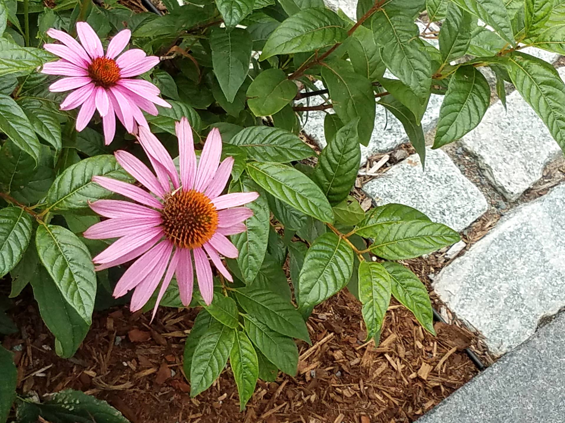 How to Grow and Care for Purple Coneflower - Dengarden