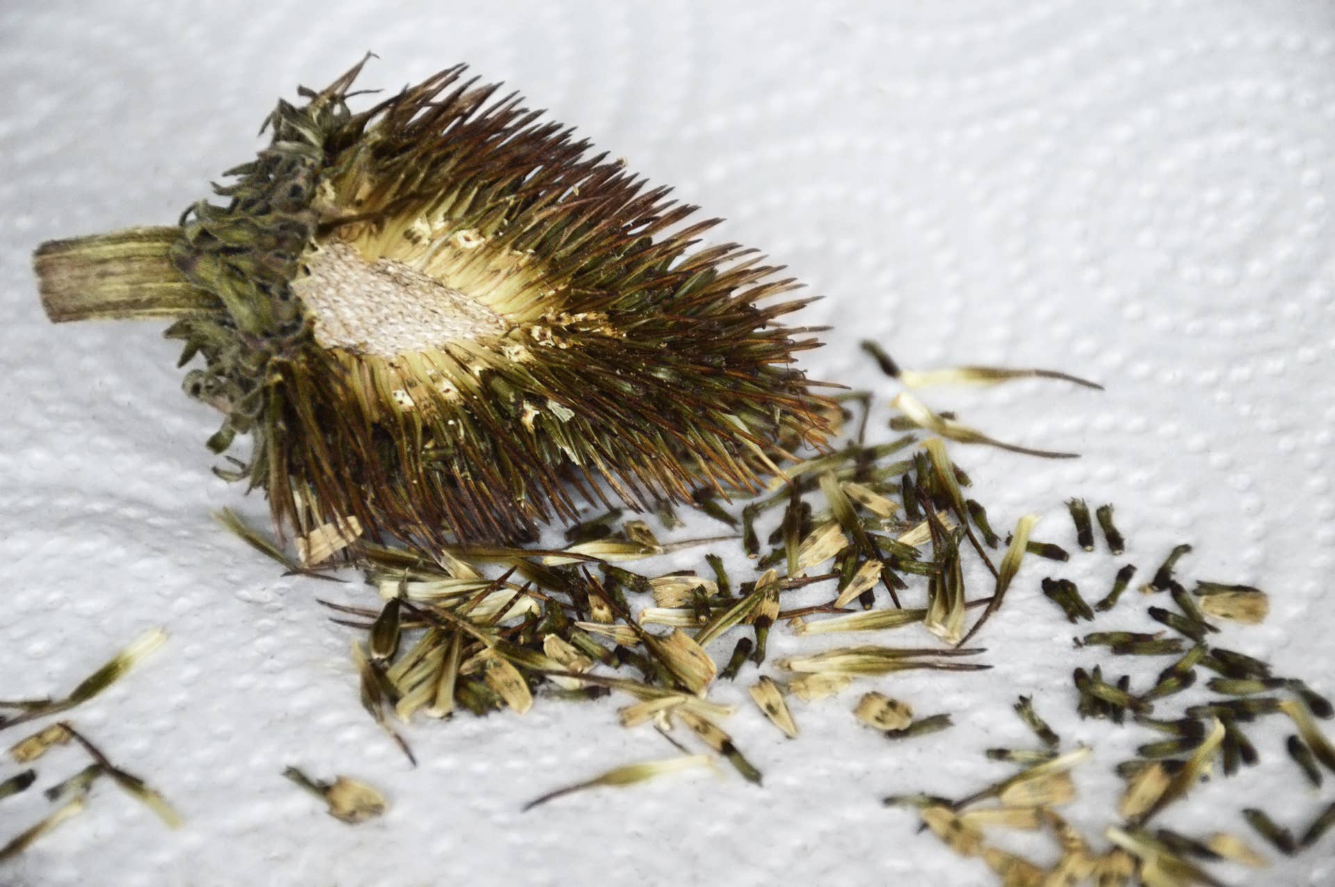How to Grow and Care for Purple Coneflower - Dengarden