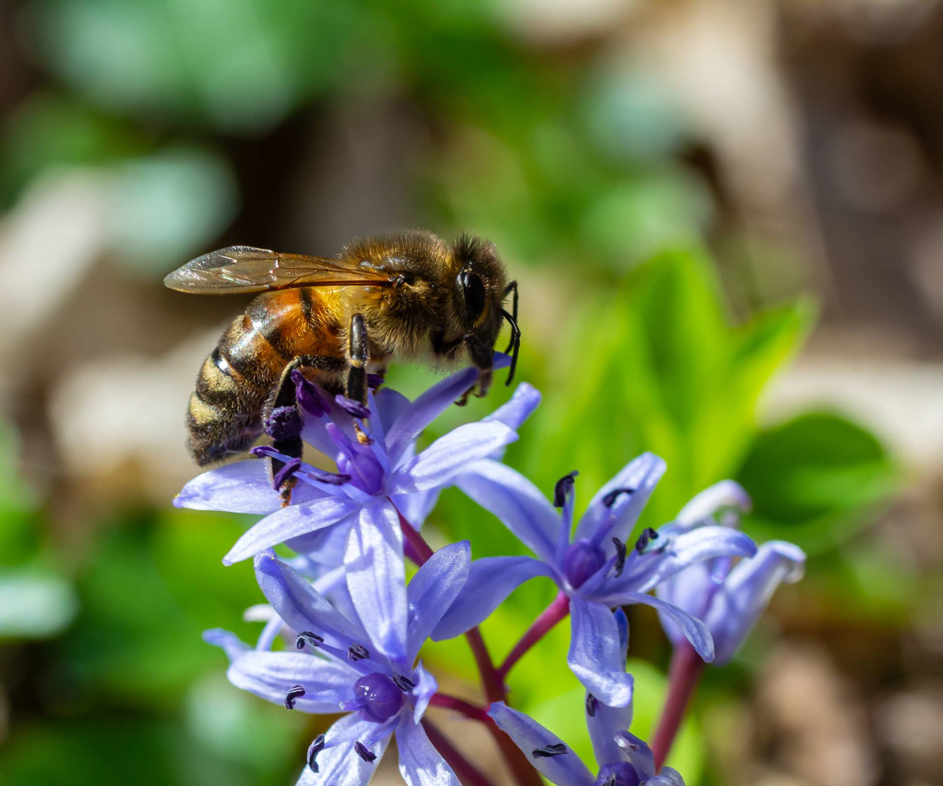 7 Fast-Blooming Wildflowers That Attract Bees - Dengarden