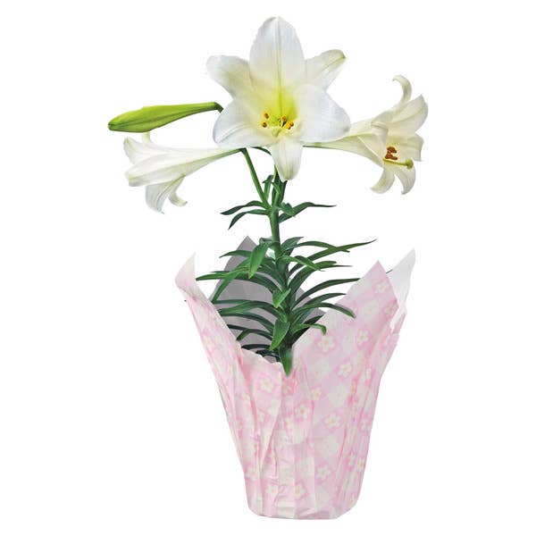 Aldi’s Lineup of Classic Flowers Is Perfect for Spring - Dengarden