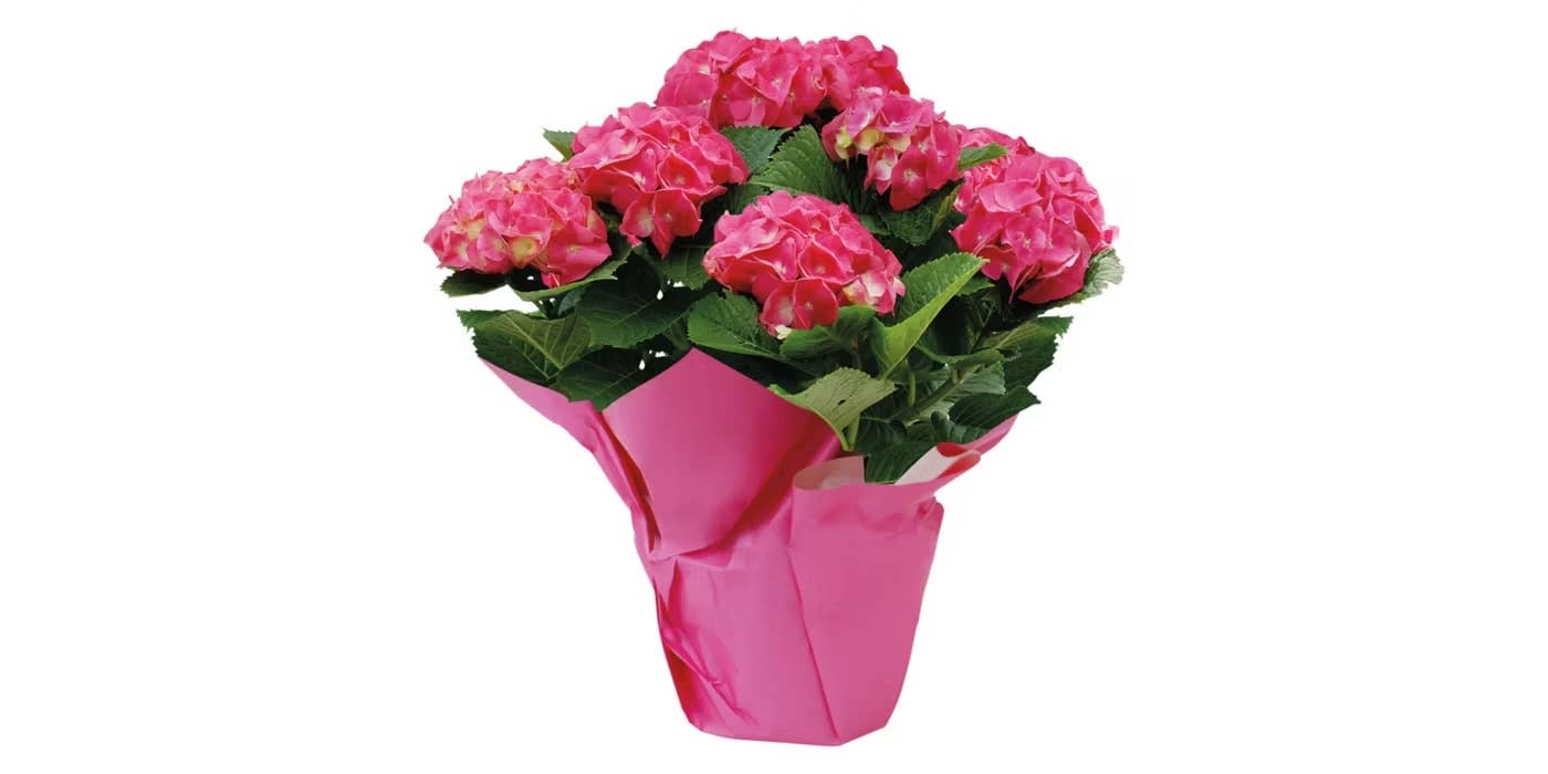 Aldi’s Lineup of Classic Flowers Is Perfect for Spring - Dengarden