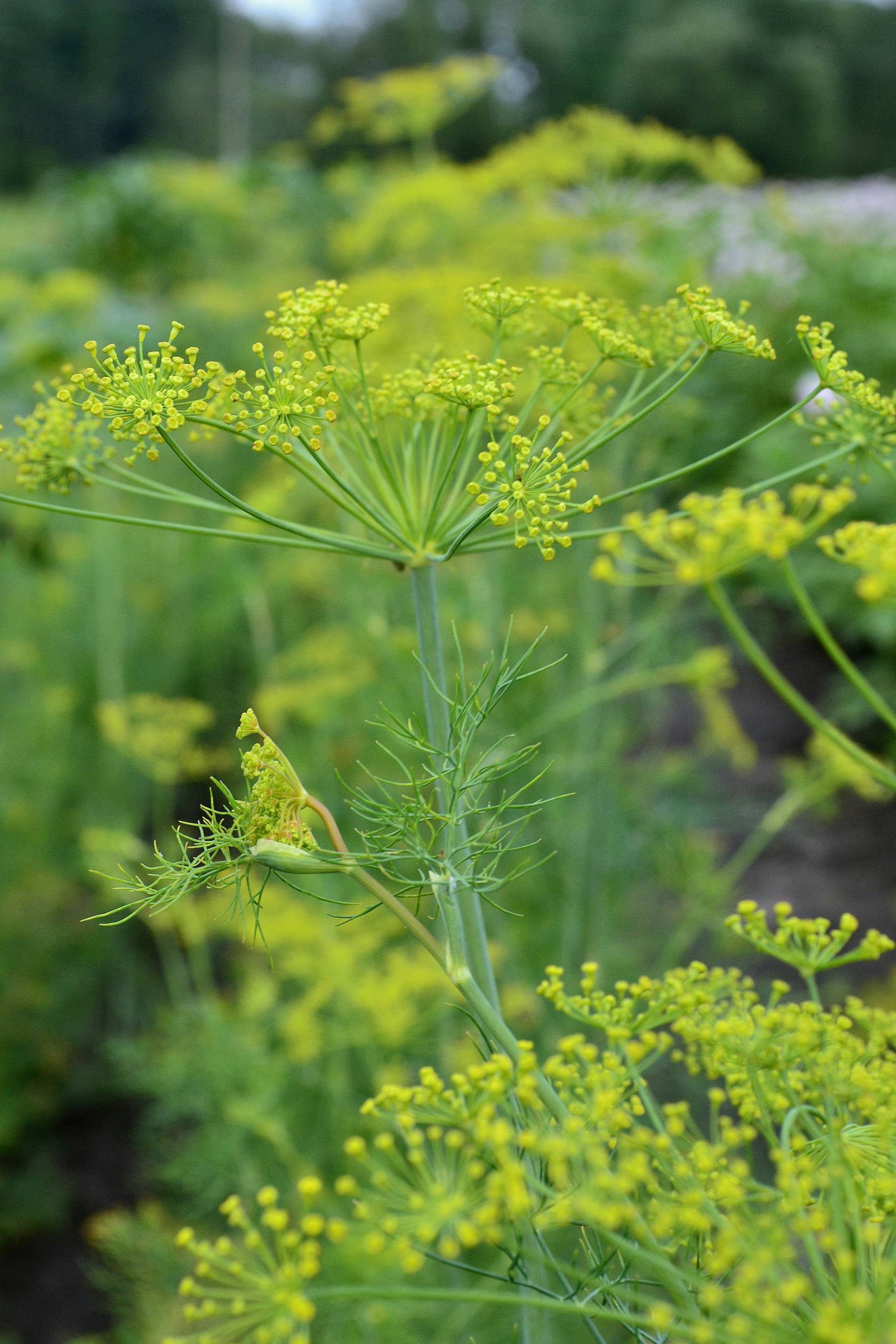 How to Grow Dill: The Ultimate Guide - Dengarden