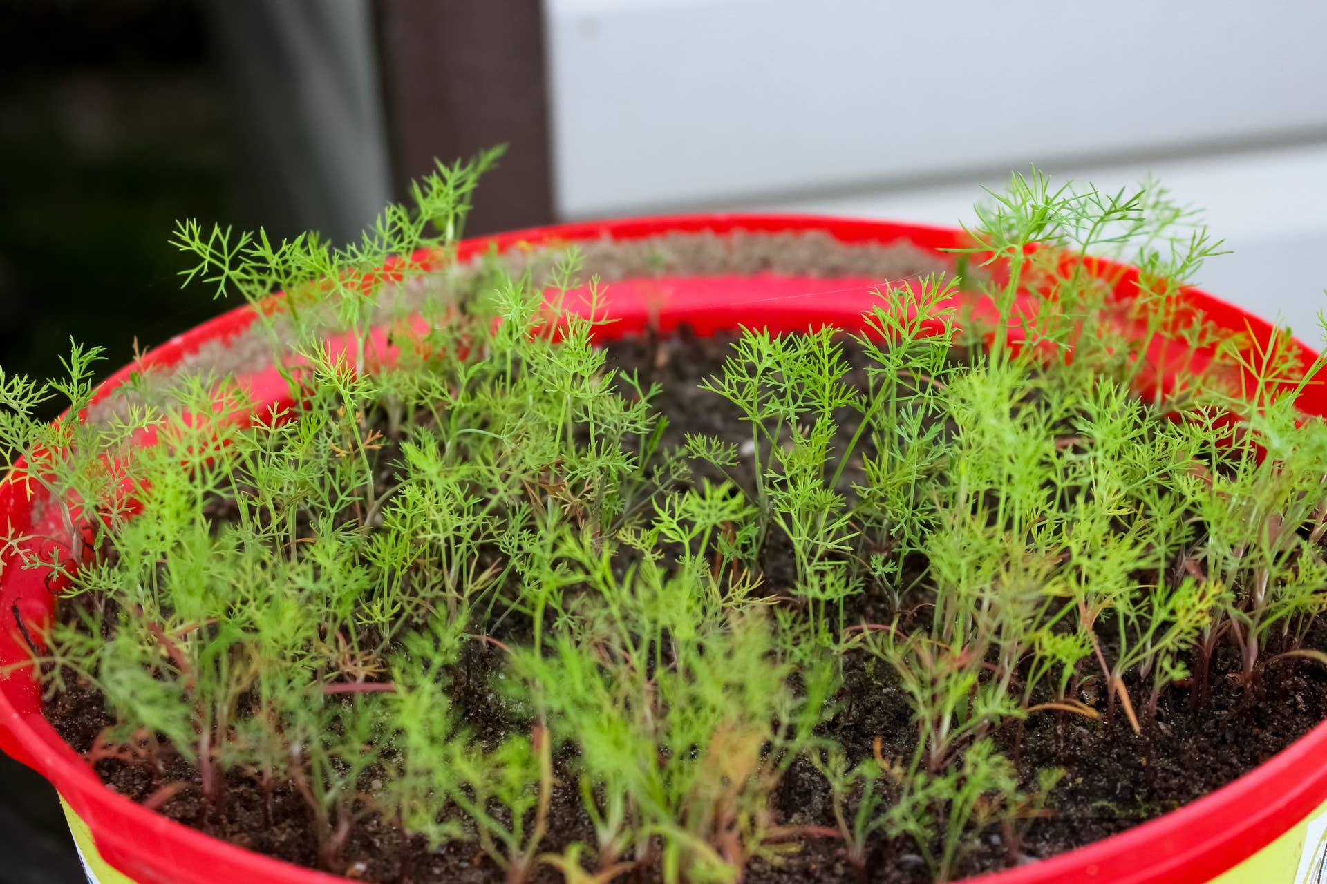 How to Grow Dill: The Ultimate Guide - Dengarden