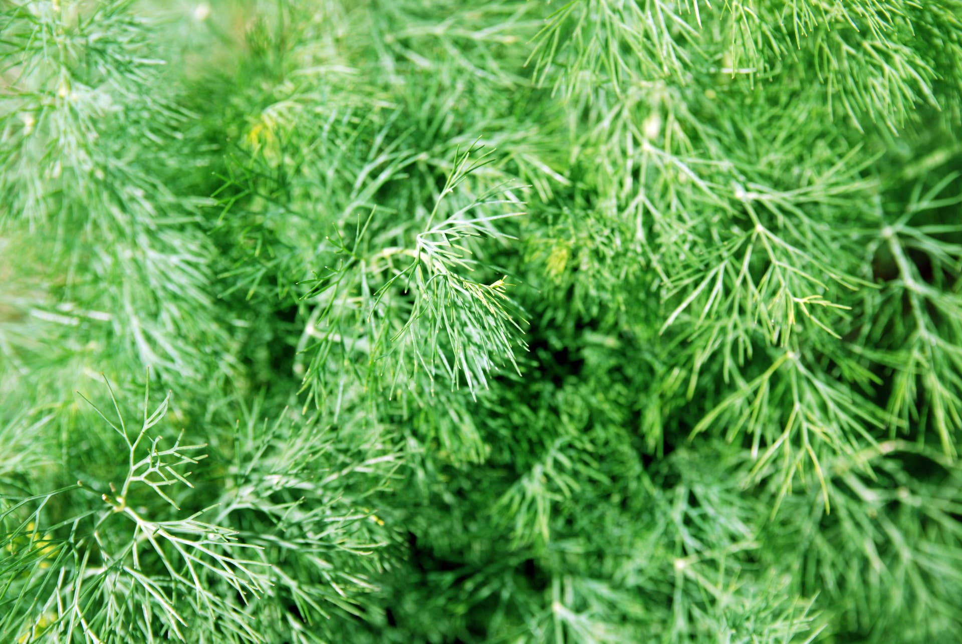 How to Grow Dill: The Ultimate Guide - Dengarden