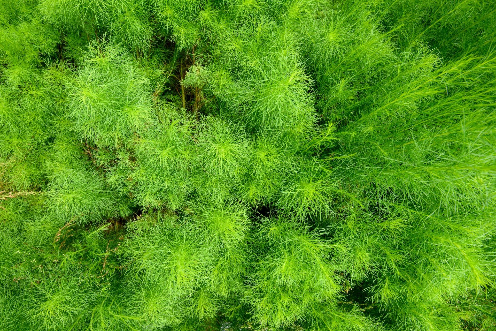 How to Grow Dill: The Ultimate Guide - Dengarden