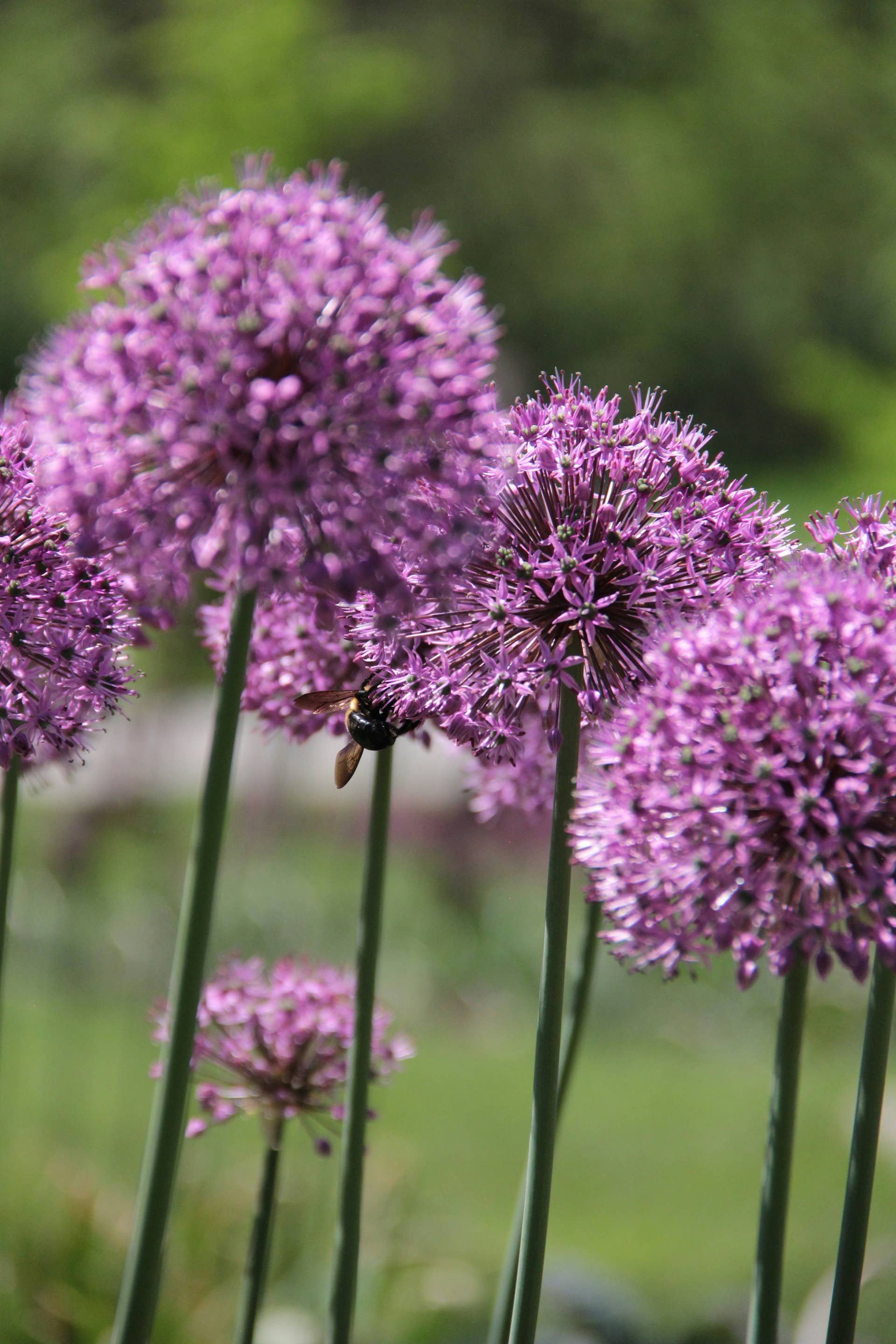 The Best Pollinator Garden Flowers - Dengarden