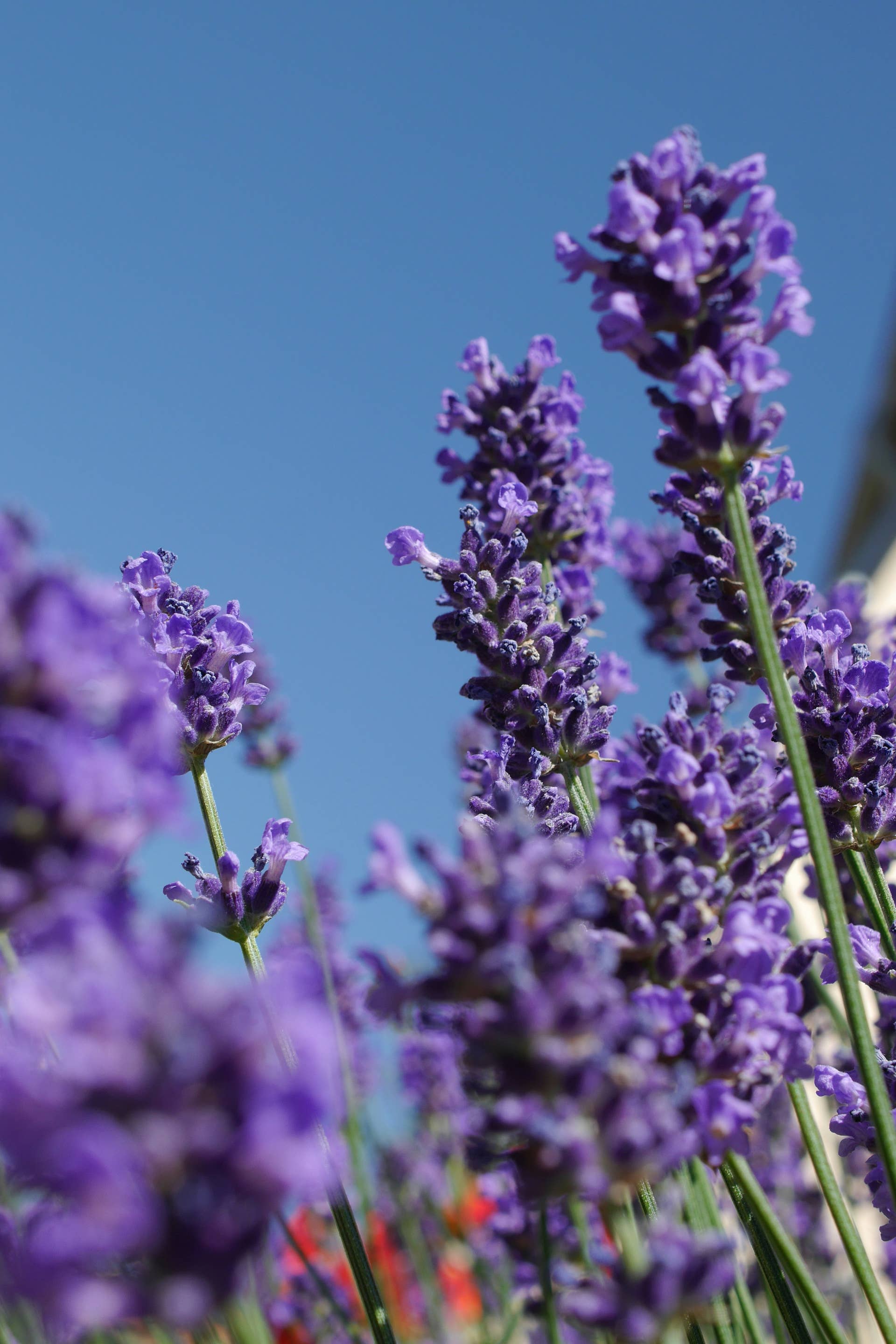 Want Nonstop Color? These 7 Flowers Deliver All Season Long - Dengarden