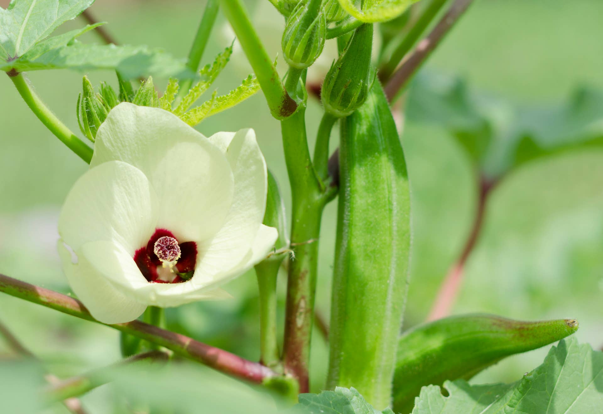 7 Vegetable Seeds to Direct Sow in May - Dengarden
