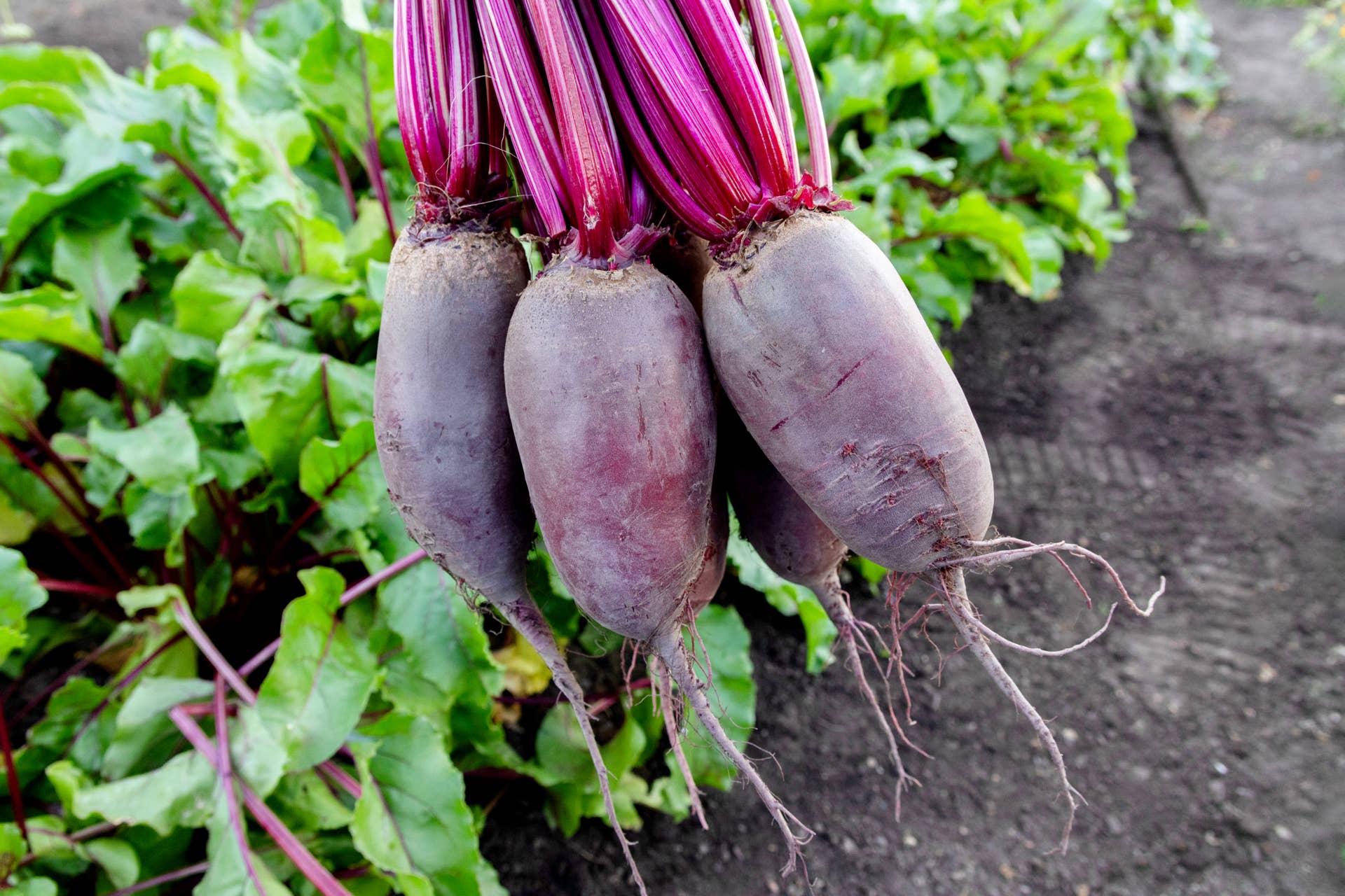 7 Vegetable Seeds to Direct Sow in May - Dengarden