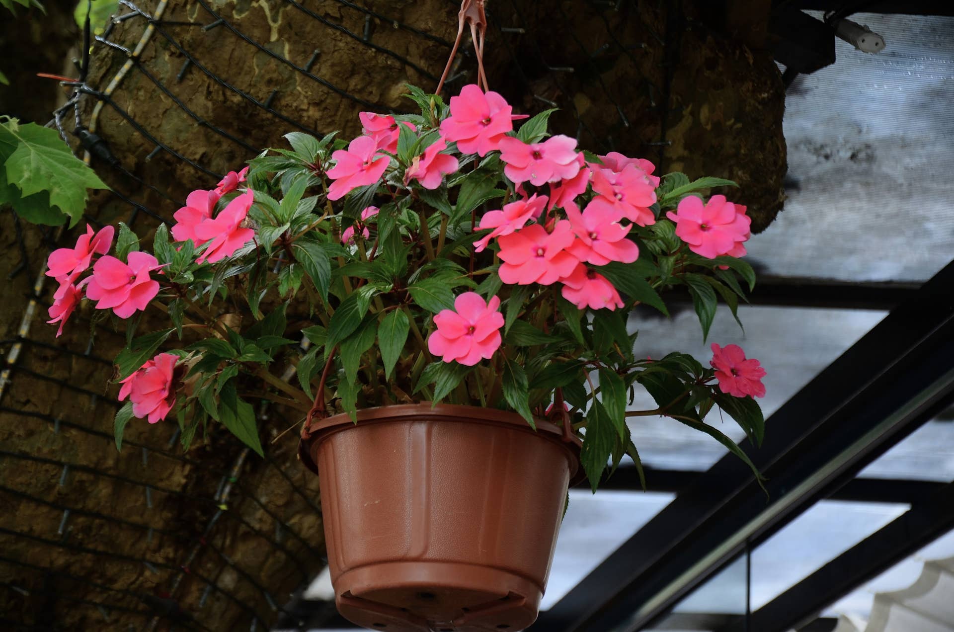 Everything You Need to Know About Growing Impatiens - Dengarden