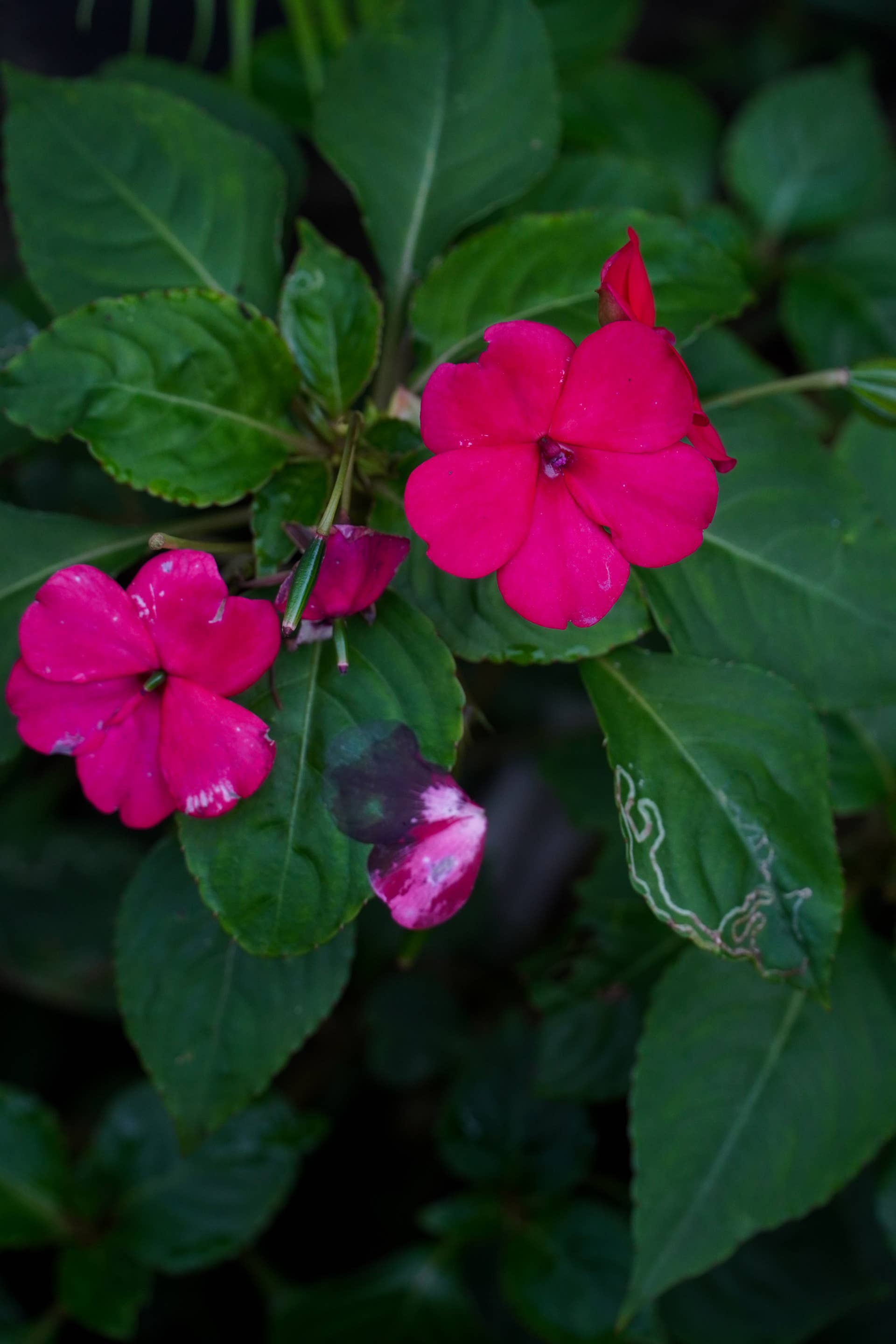 Everything You Need to Know About Growing Impatiens - Dengarden